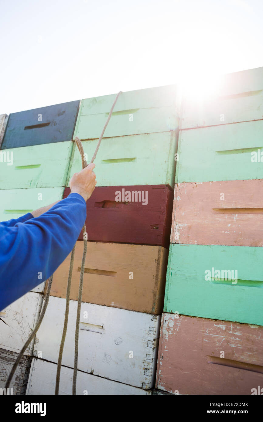Cropped image of beekeeper tying rope on stacked honeycomb crates Stock ...