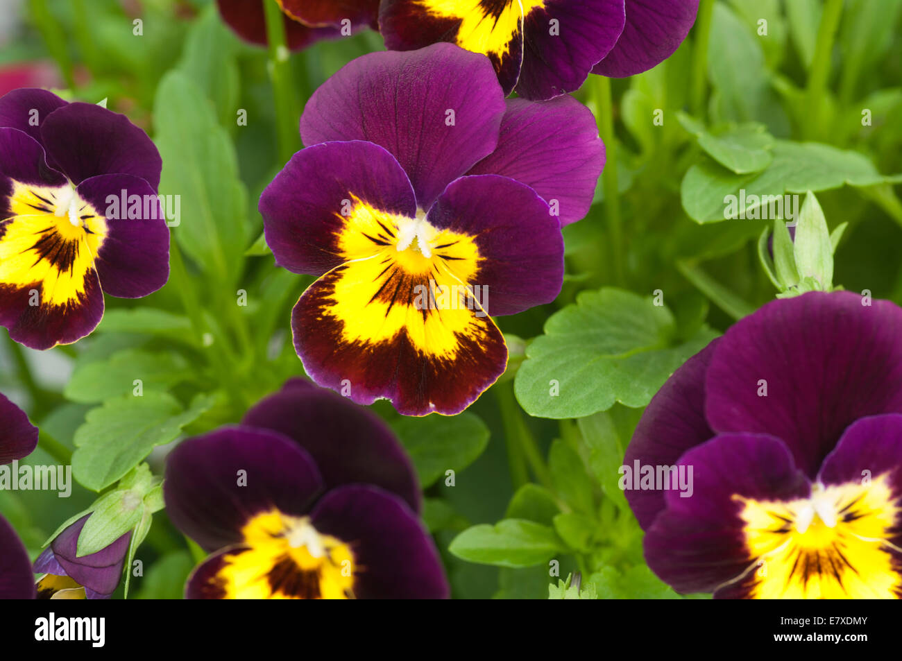 Violas hi-res stock photography and images - Alamy