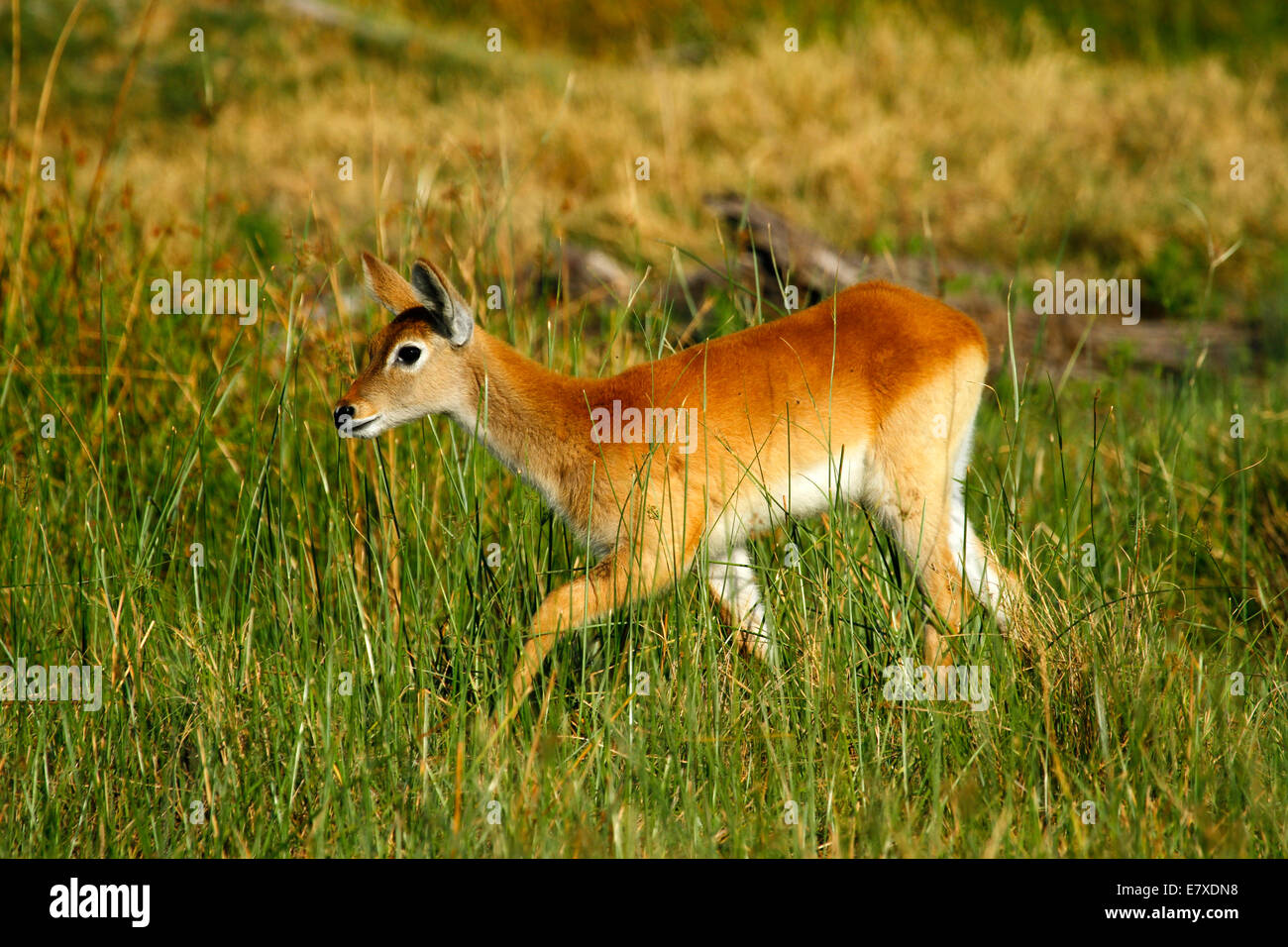 Lechwe antelope on the Okavango Delta, young female walking through the ...
