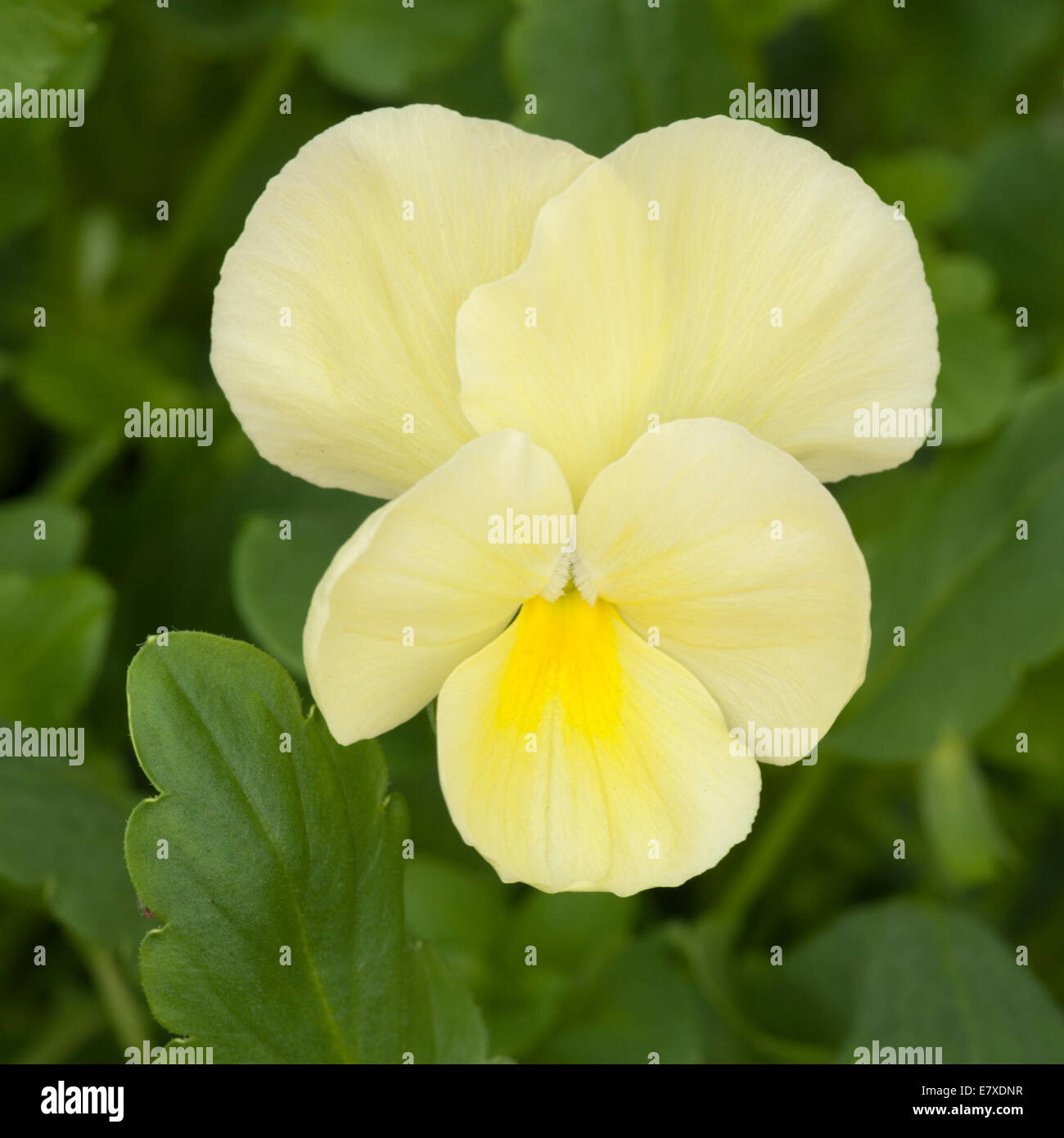 White Pansy " Primrose Stock Photo - Alamy
