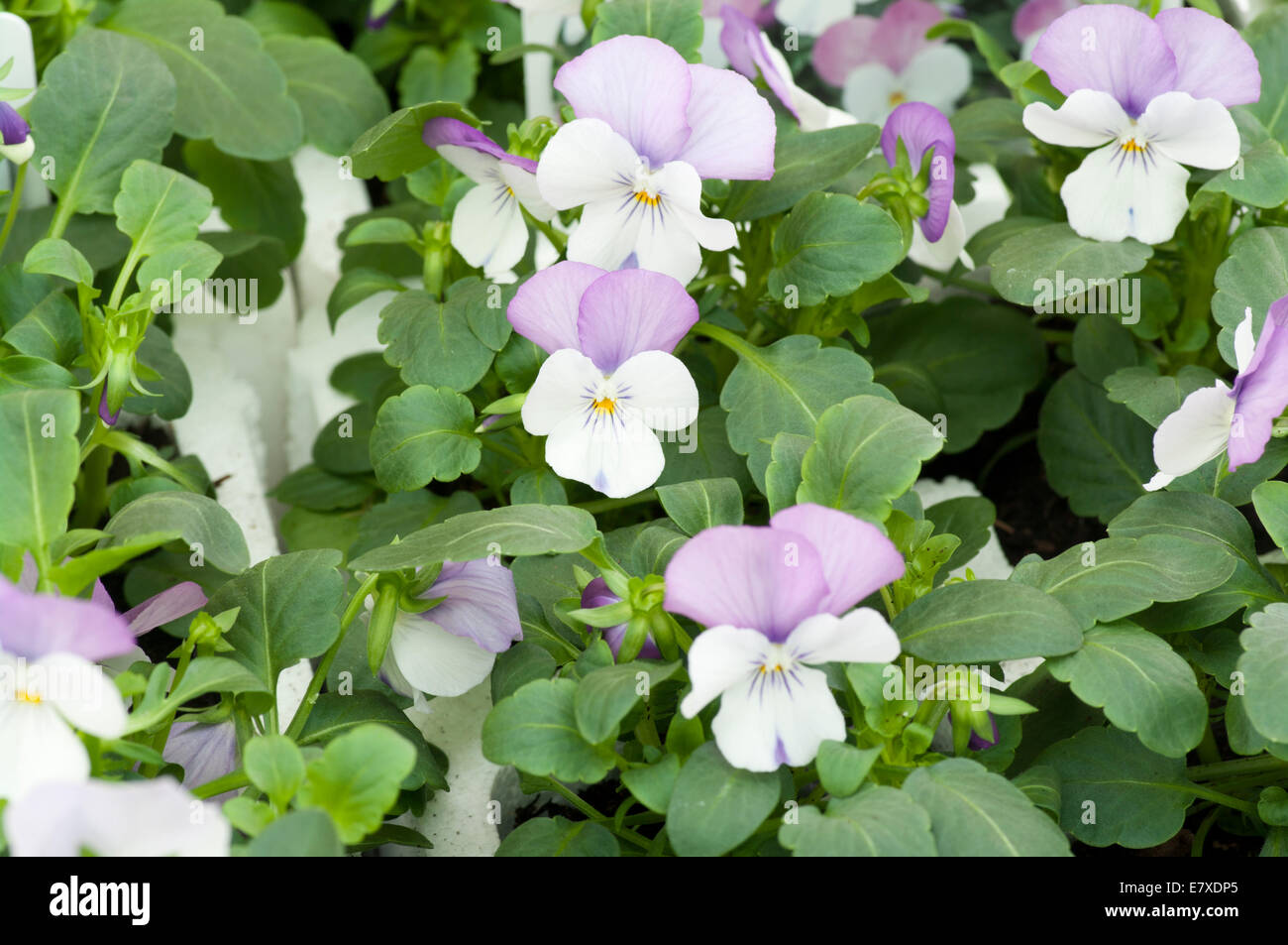 Violas " White Pink Wing Stock Photo - Alamy