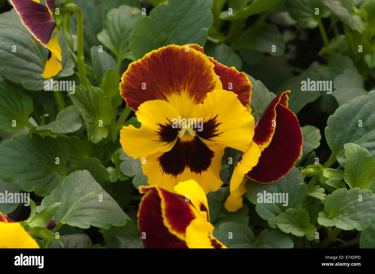 Delta Red Pansy With Yellow Wing