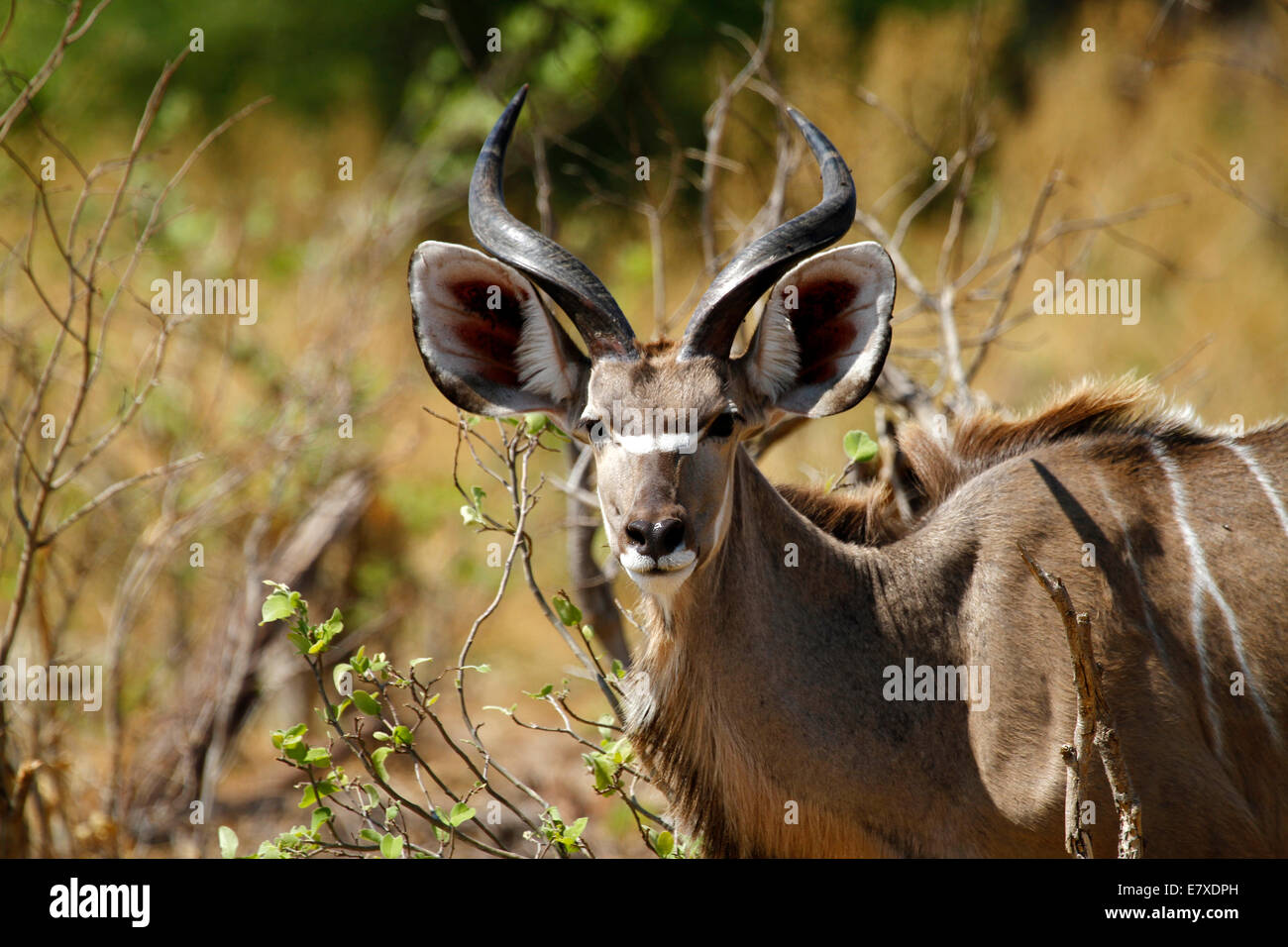 African Wild Greater Kudu Bull Antelope, close up of an elegant ...