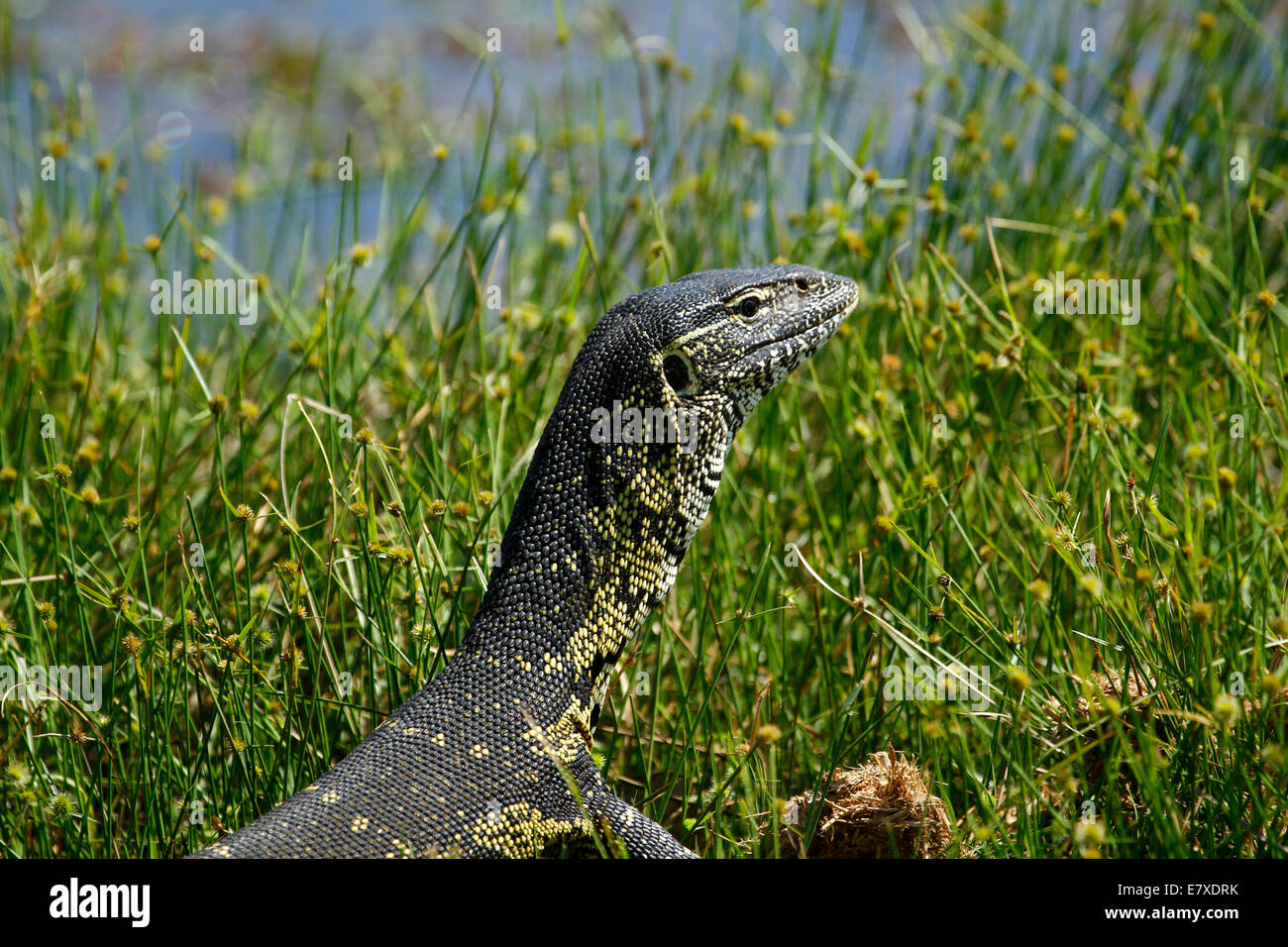 Monitor lizards are carnivorous spend most of their time on the waters ...
