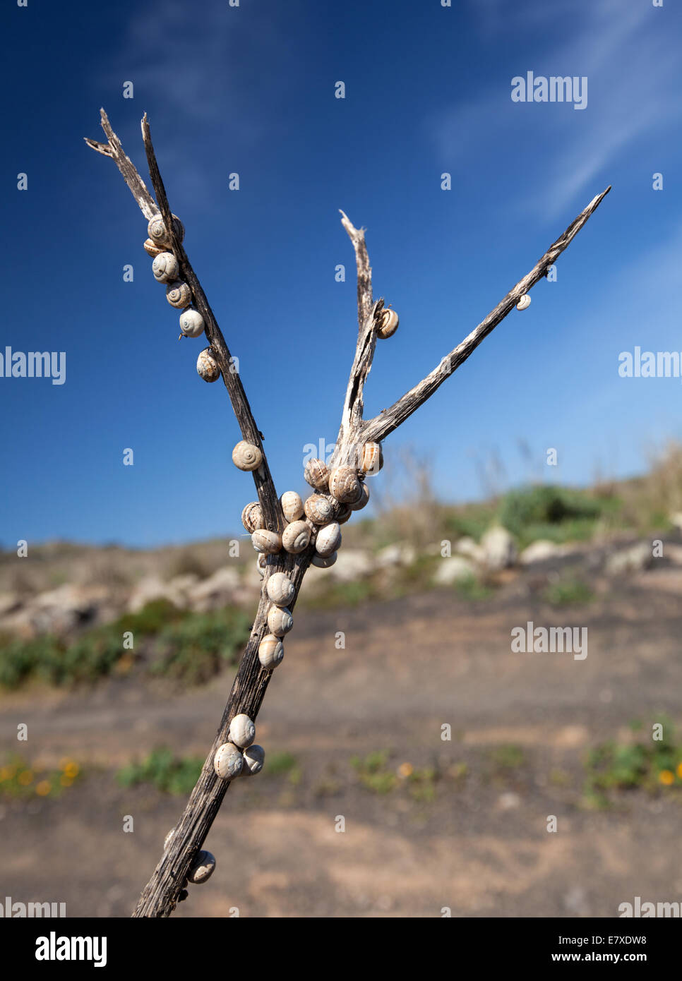 Snails on a withered branch Stock Photo - Alamy