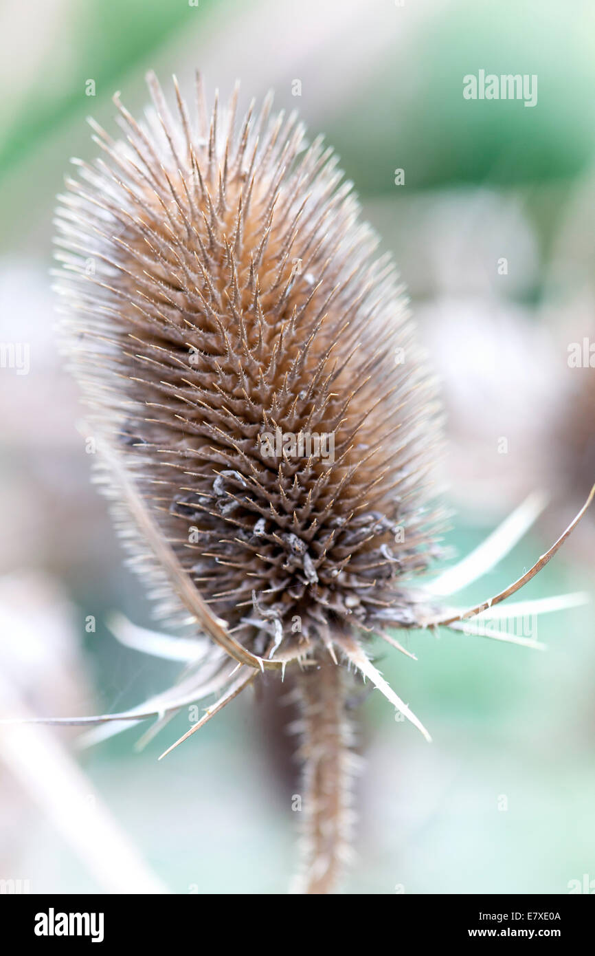 flower, close-up, abstract, background Stock Photo - Alamy
