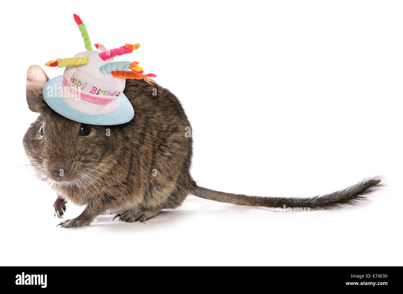 Birthday hat hi-res stock photography and images - Alamy
