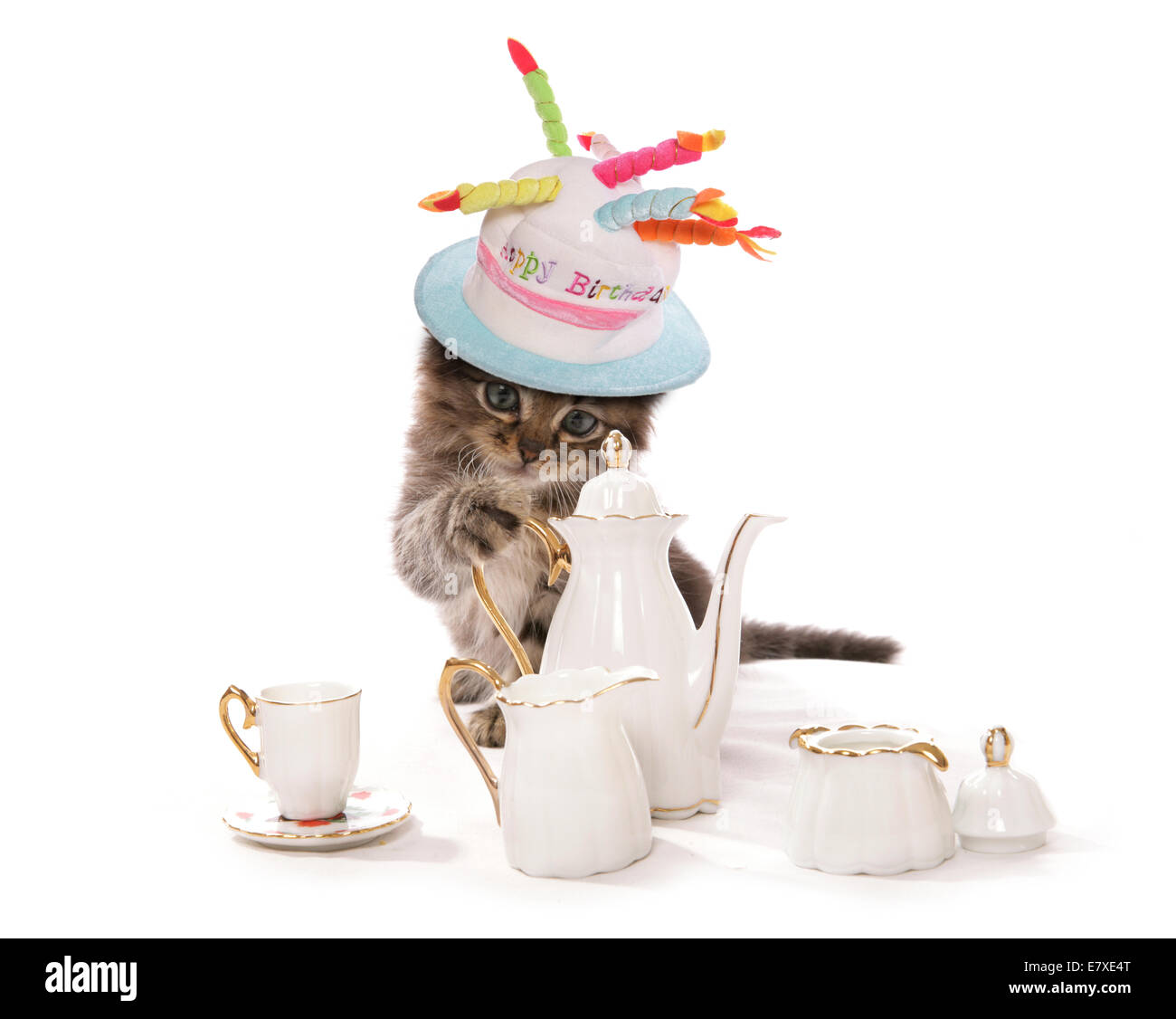 Kitten wearing birthday hat having high tea Stock Photo - Alamy
