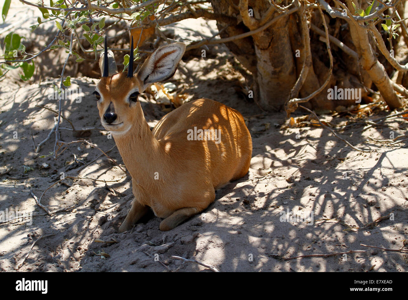 Tiny Steenbok male antelope lay down in the shade of a bush Stock Photo ...
