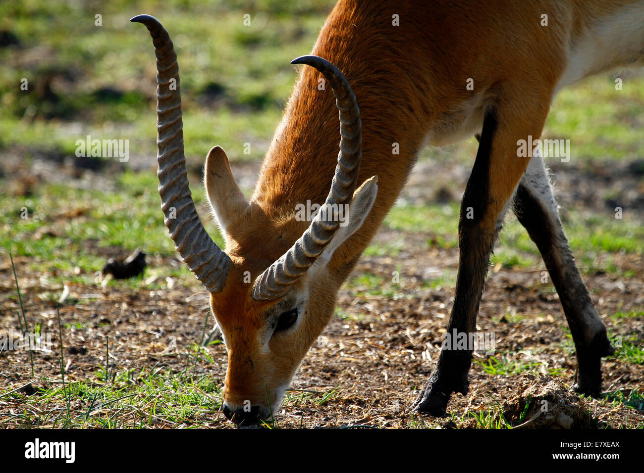 Lechwe antelope on the Okovango Delta. Close up frontal study of this ...
