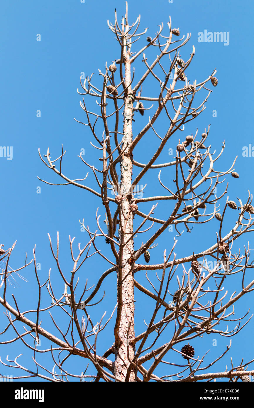 Big leafless tree on a blue background Stock Photo - Alamy