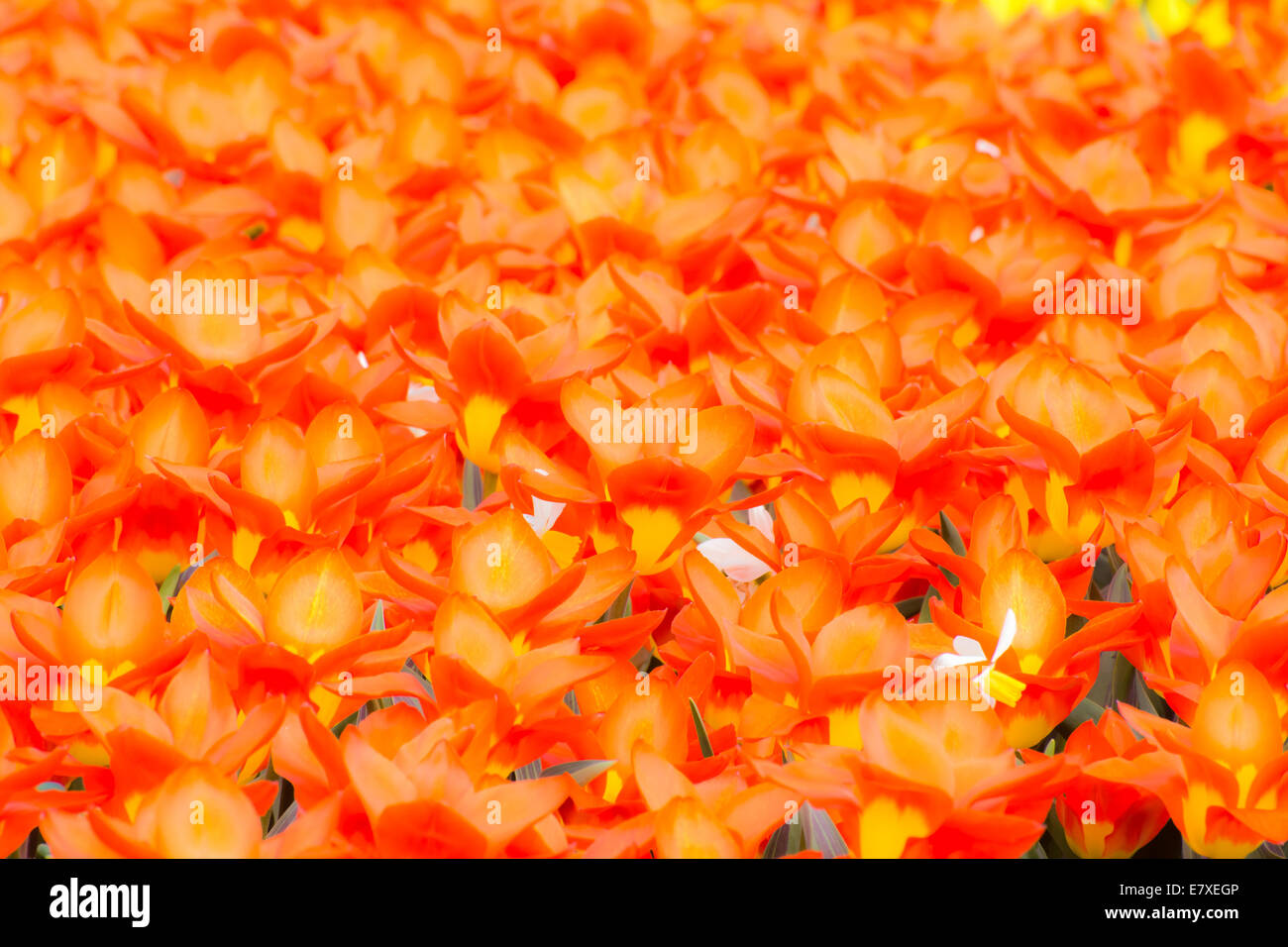 Spring background with orange tulip blossoms Stock Photo - Alamy