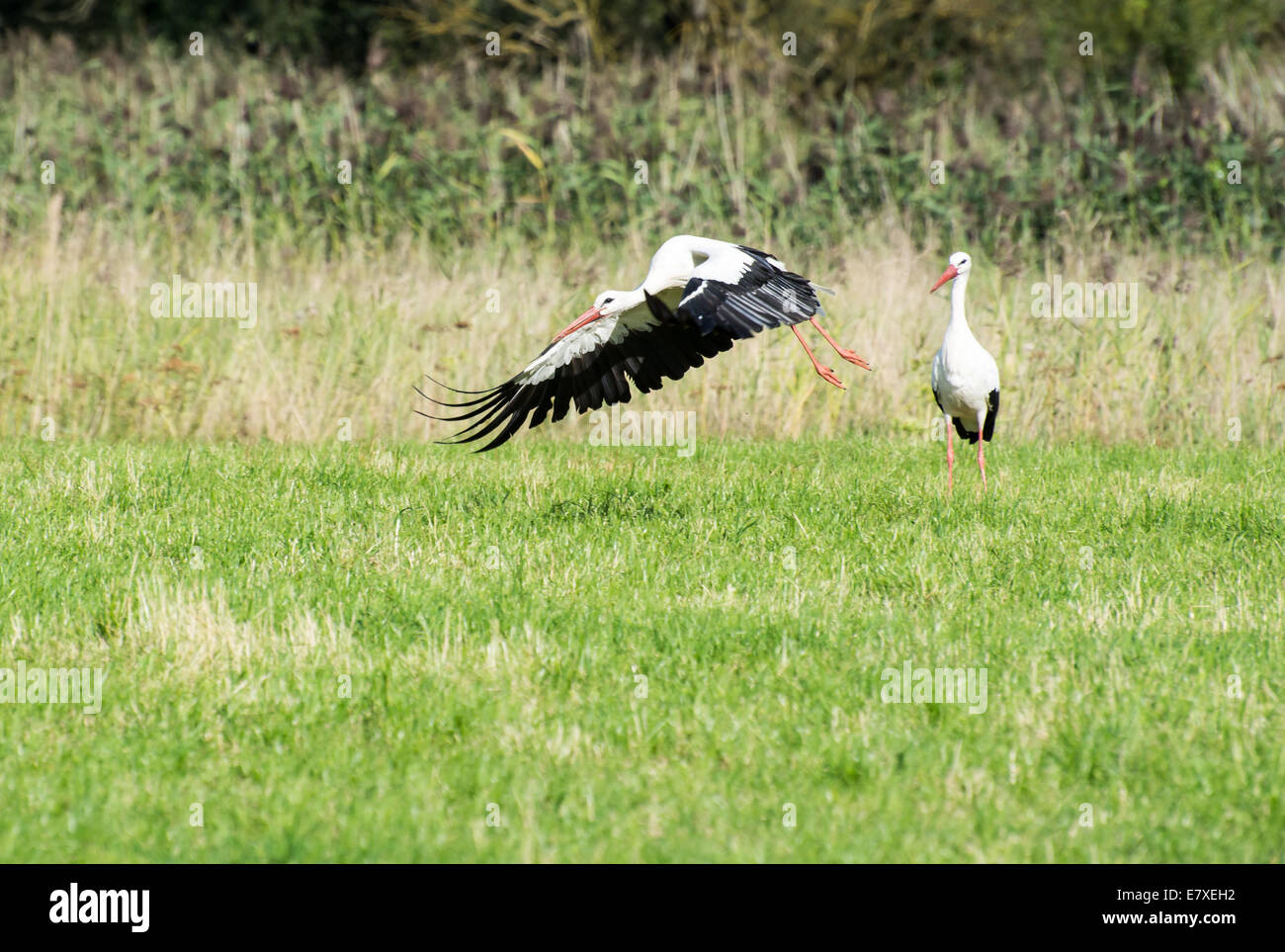 Storks flying over hi-res stock photography and images - Alamy