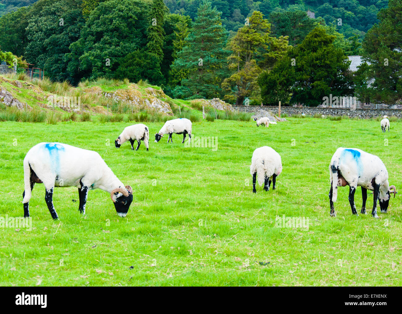 View of English grazing sheep in countryside Stock Photo - Alamy
