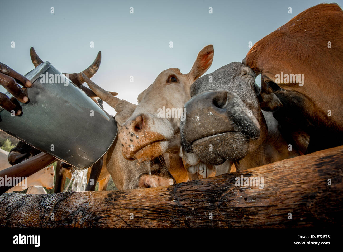 Water trough with cows hi-res stock photography and images - Alamy