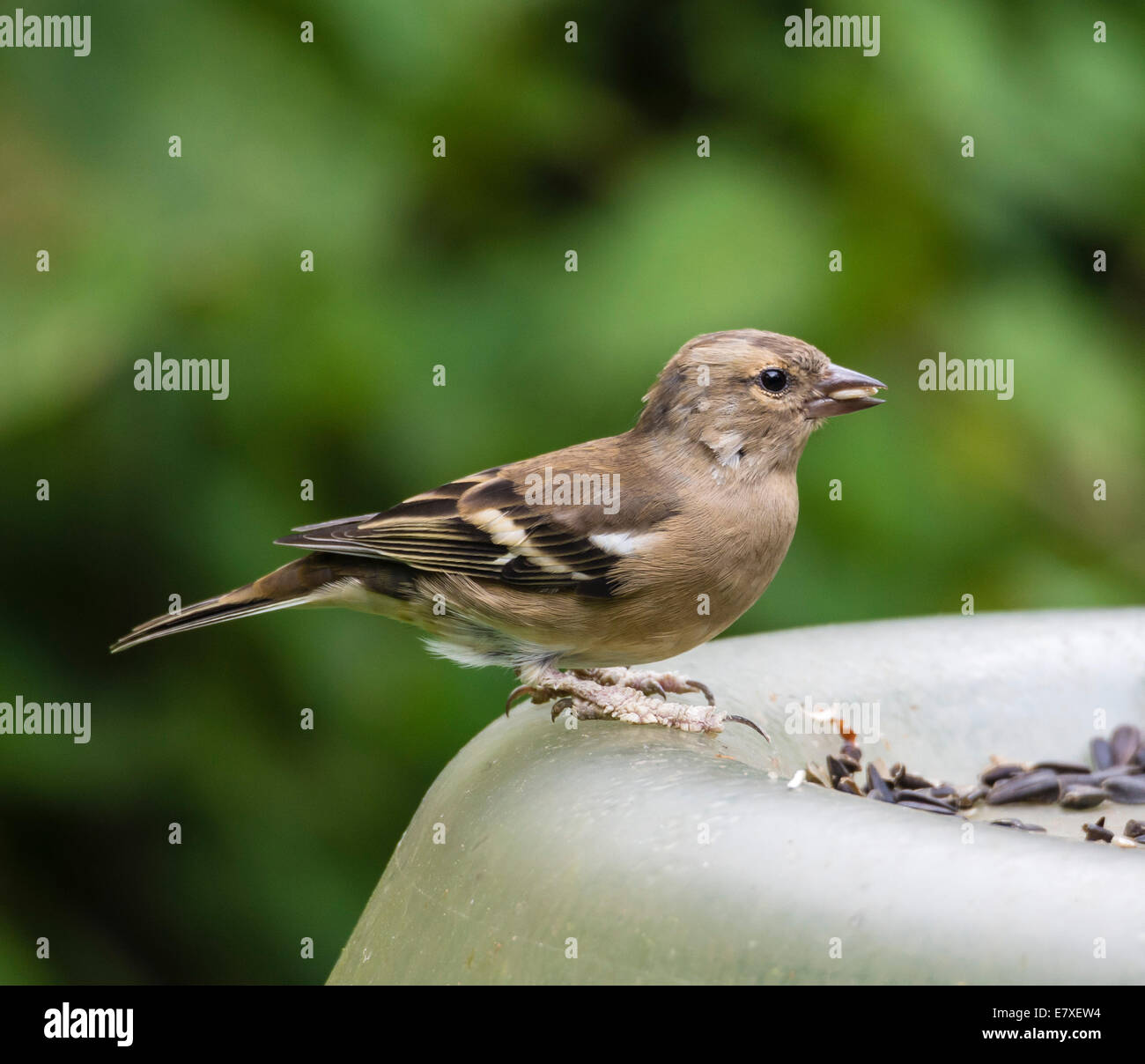 Chaffinch, Female, (Fringilla coelebs), standing on bird feeder, Dorset ...