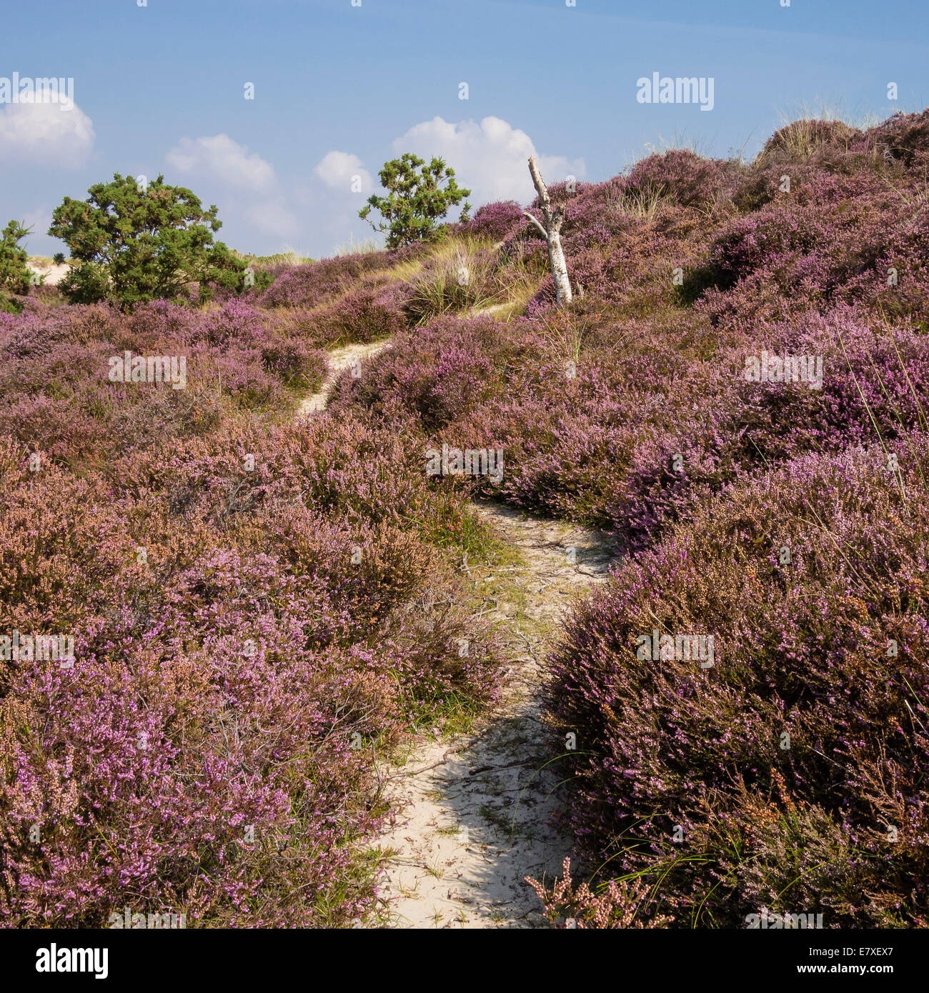 Heather Walk path on Studland Heath, Dorset, England, UK Stock Photo ...