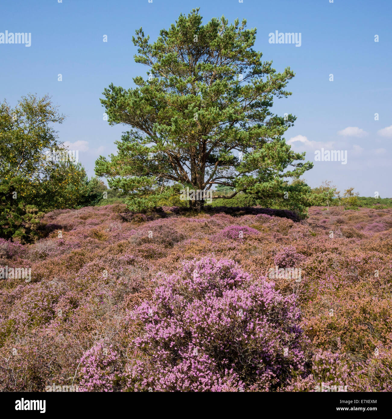 Pine tree in bloom hi-res stock photography and images - Alamy