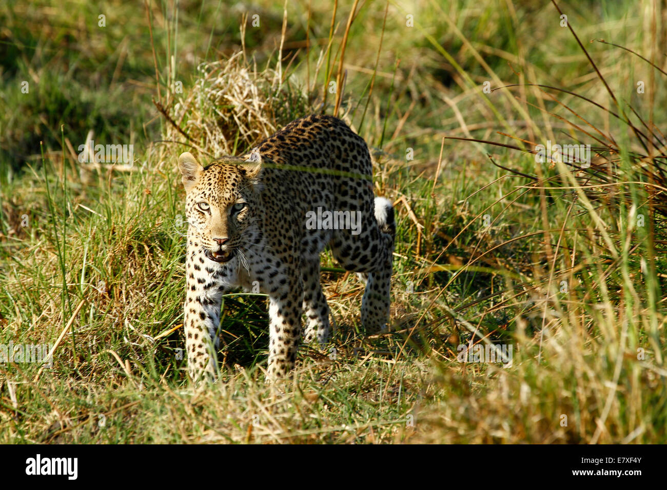Big beautiful African leopard stalking in the long grass, one of the ...