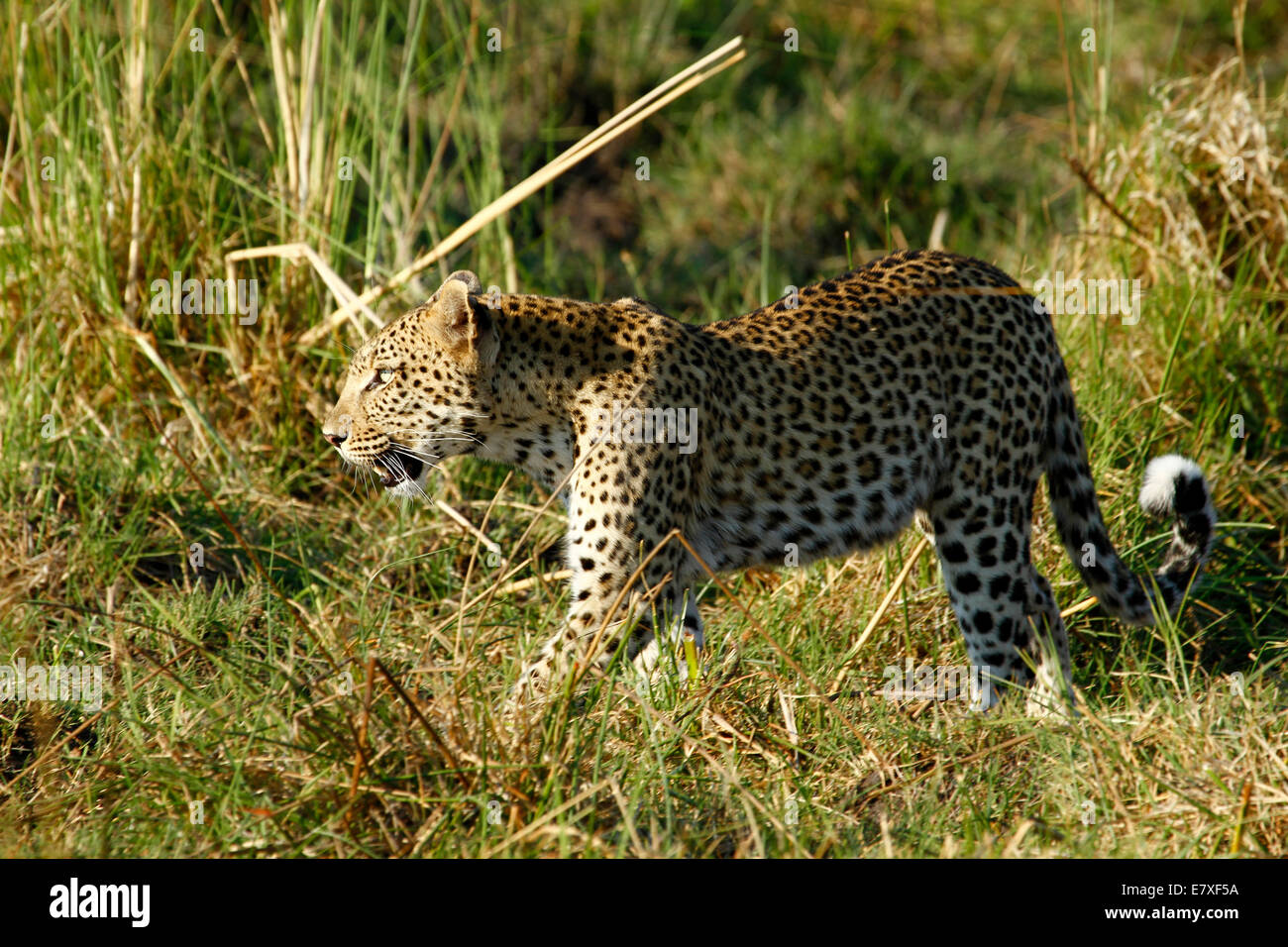 Big beautiful African leopard stalking in the long grass, with their ...