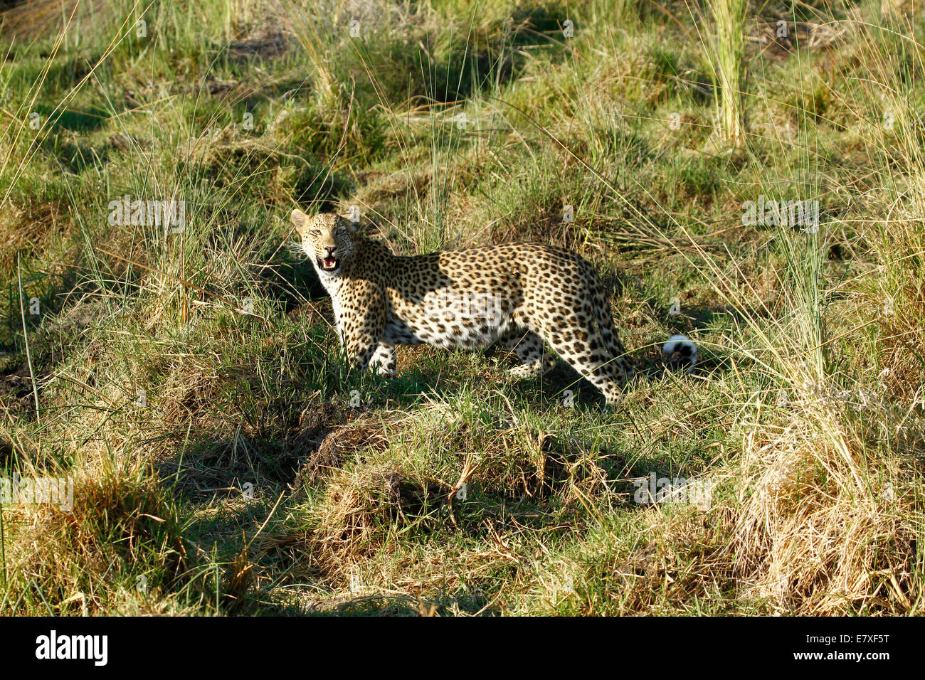 Big beautiful African leopard stalking in the long grass, strong ...