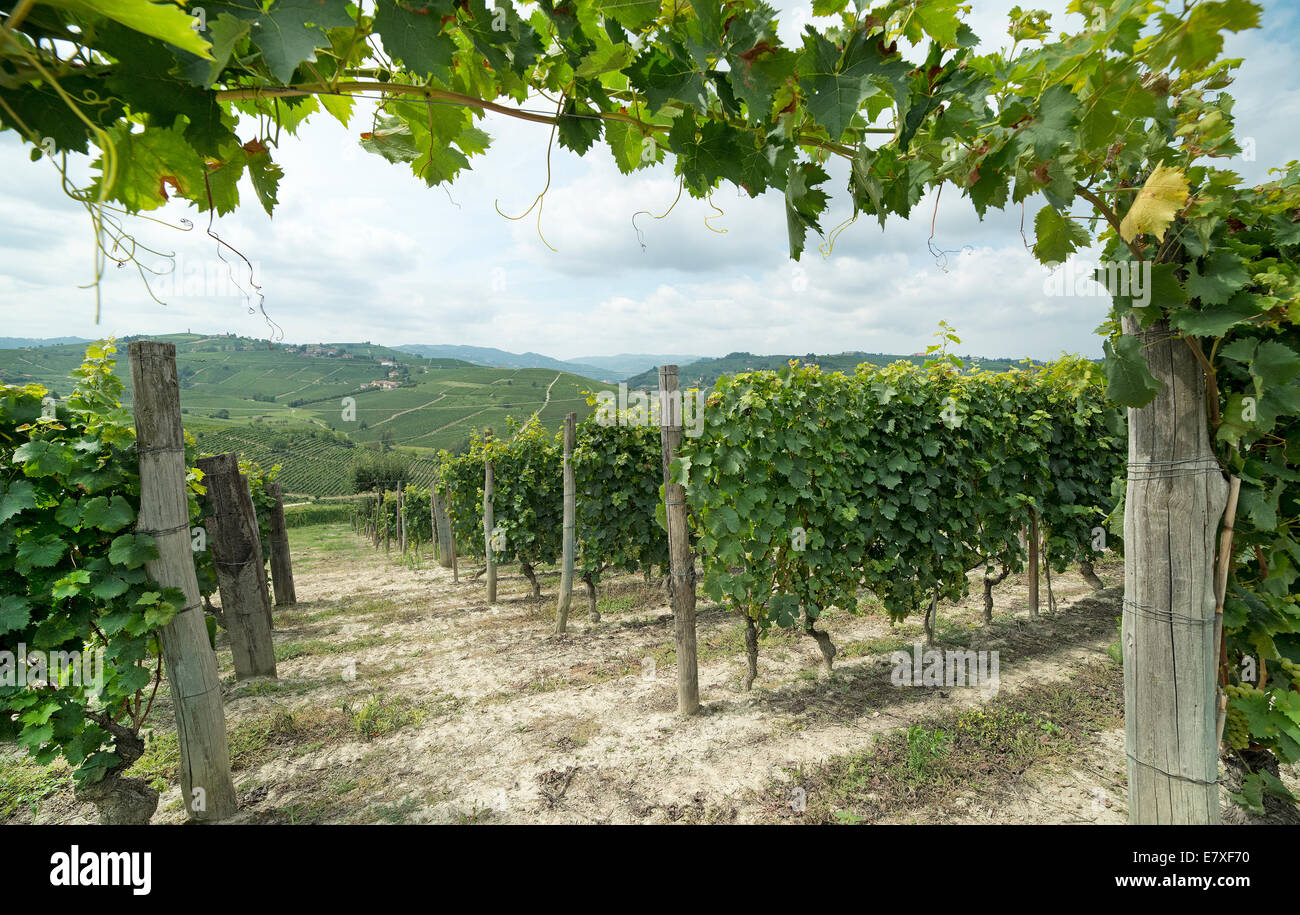 Italy,Vineyard Landscape of Piedmont: Langhe-Roero and Monferrato ...