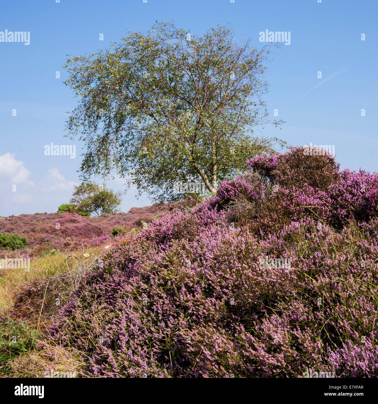 Heather in bloom at Studland Heath, Dorset, England, UK Stock Photo - Alamy