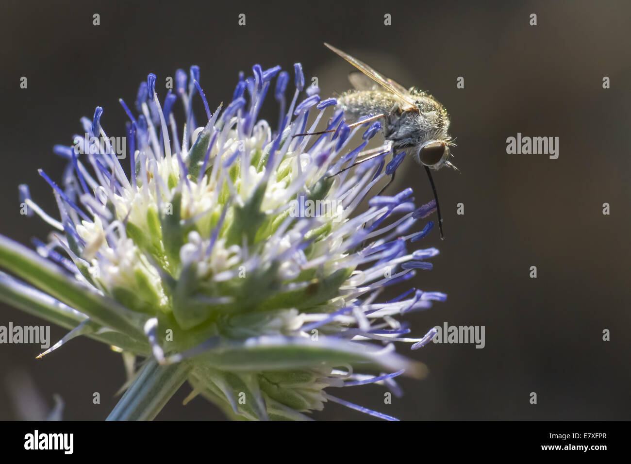 Portrait of a fly Stock Photo - Alamy