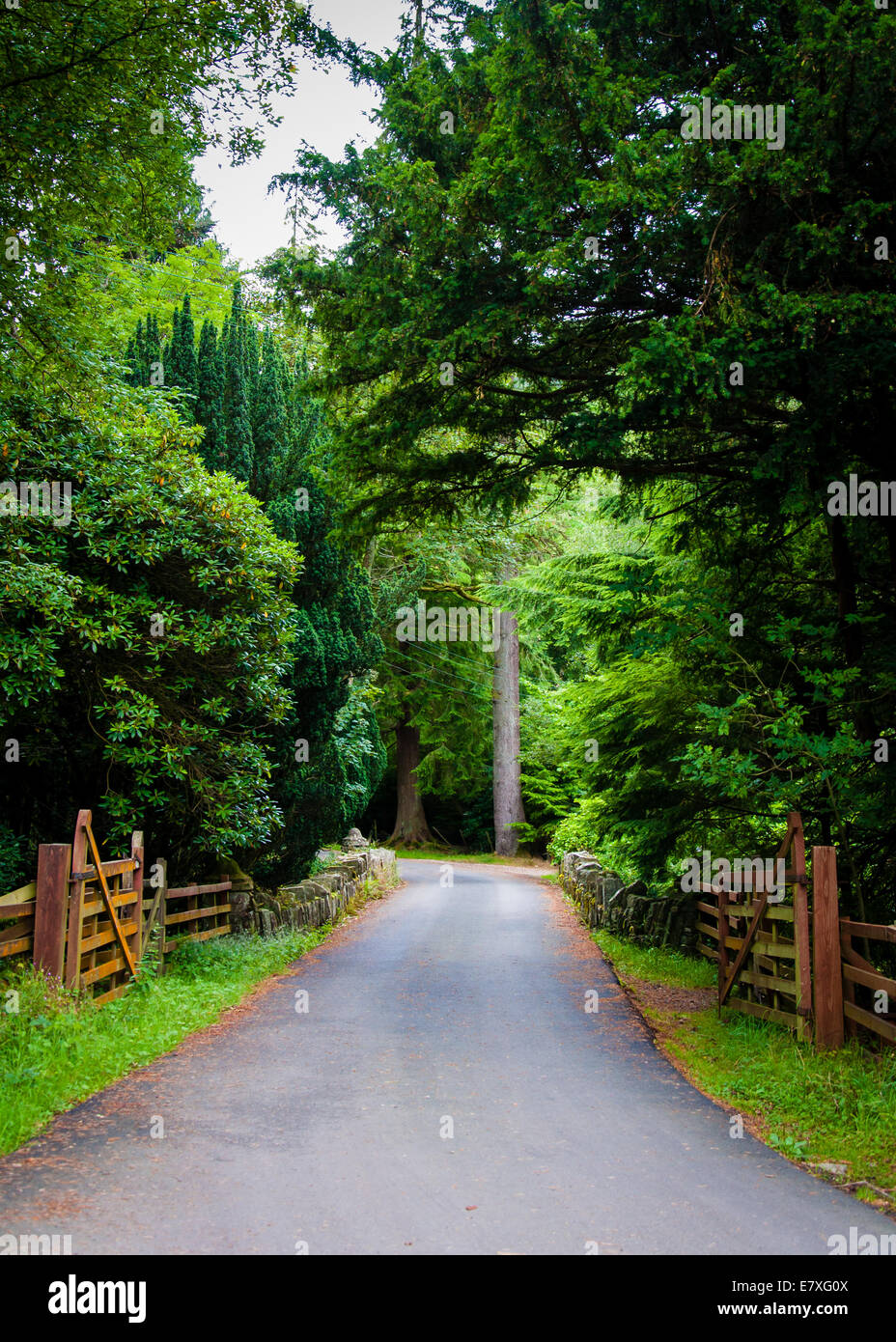 Countryside road through the forest and rustic wood gates in Lake ...