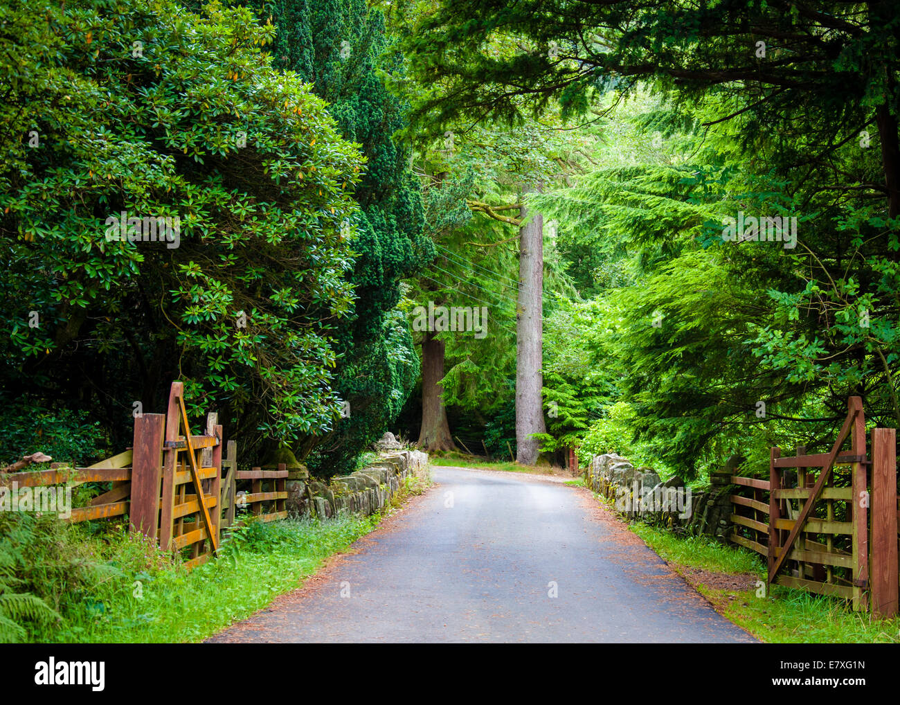 Countryside road through the forest and rustic wood gates in Lake ...