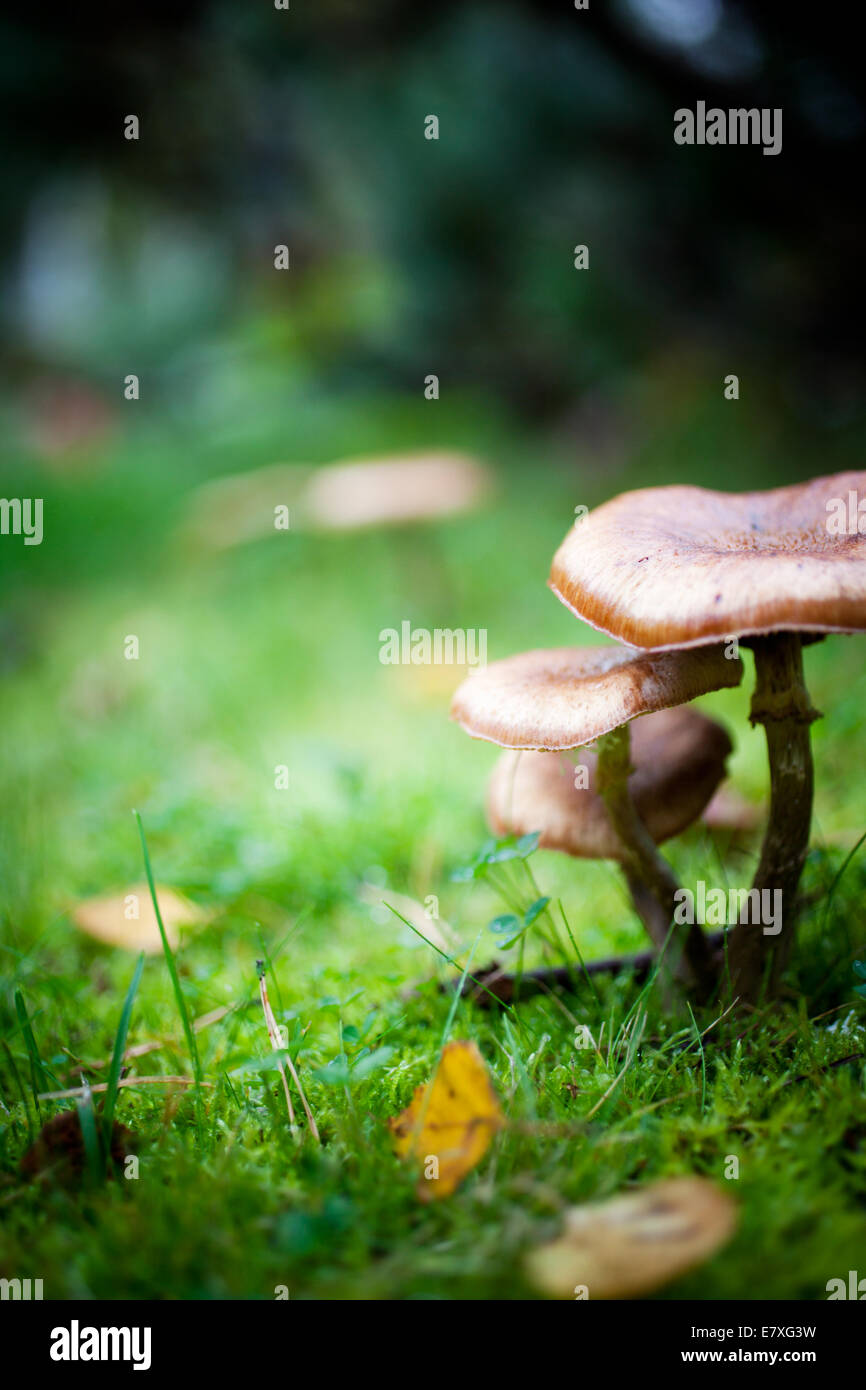 Magic mushrooms field hi-res stock photography and images - Alamy