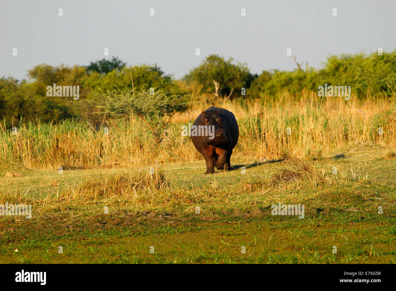 Lone hippo out on the river bank head on, foraging through the grass ...