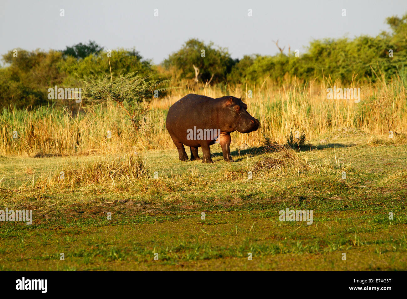 Lone hippo out on the river bank foraging through the grass, they come ...