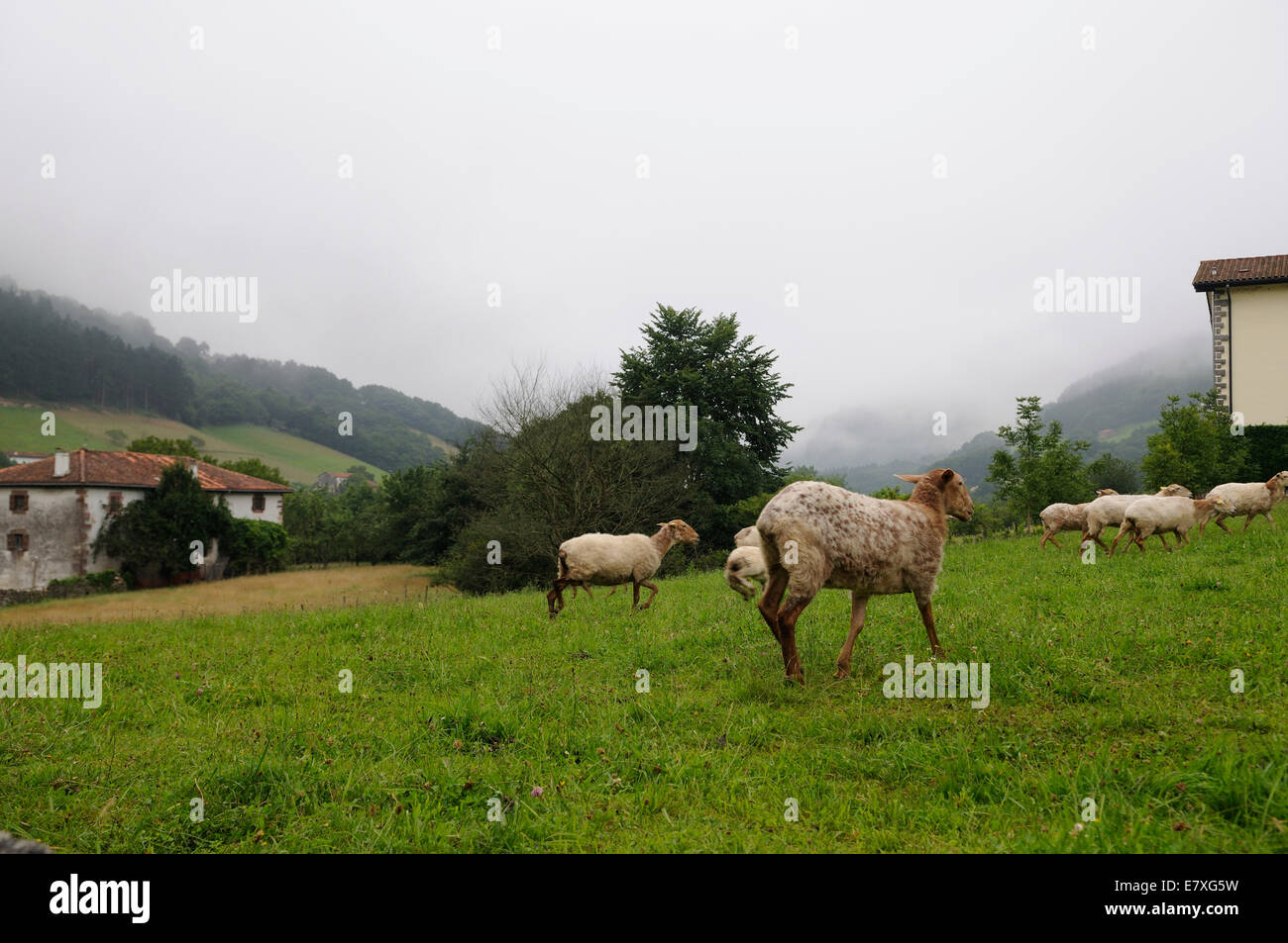 Farmhouse exterior sheep hi-res stock photography and images - Alamy