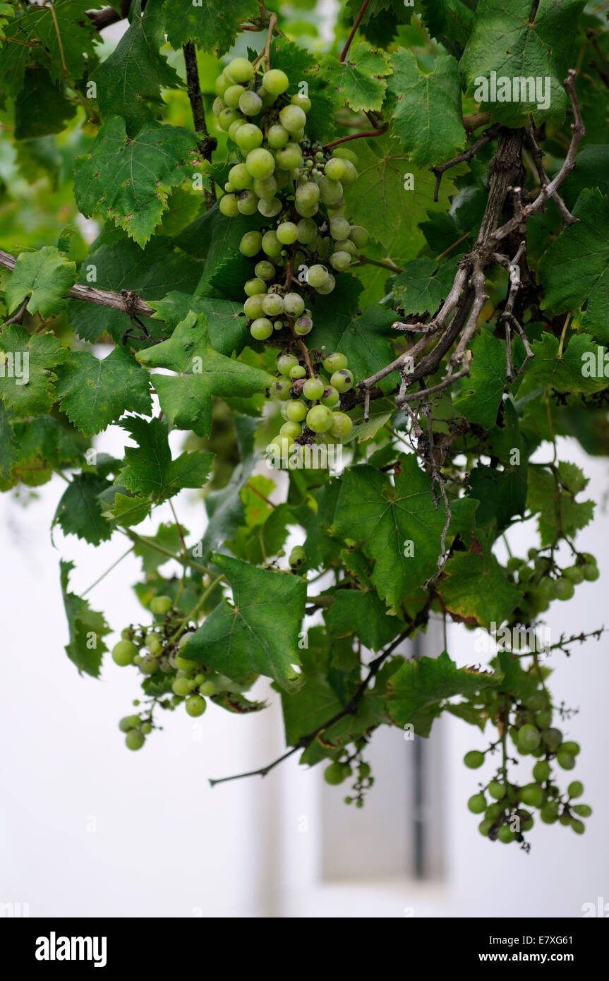 Grapes like hi-res stock photography and images - Alamy