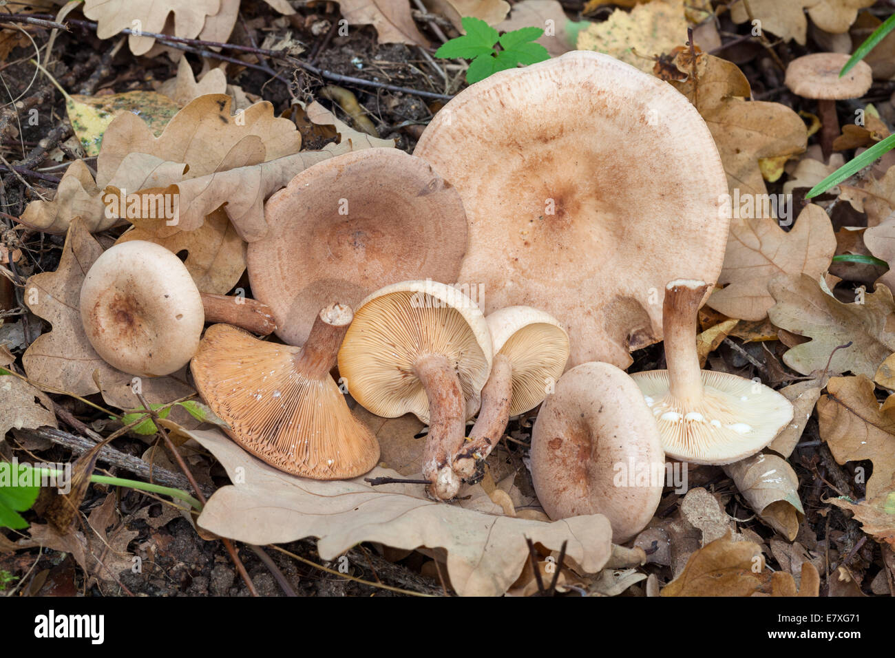 Milkcap mushroom hi-res stock photography and images - Alamy