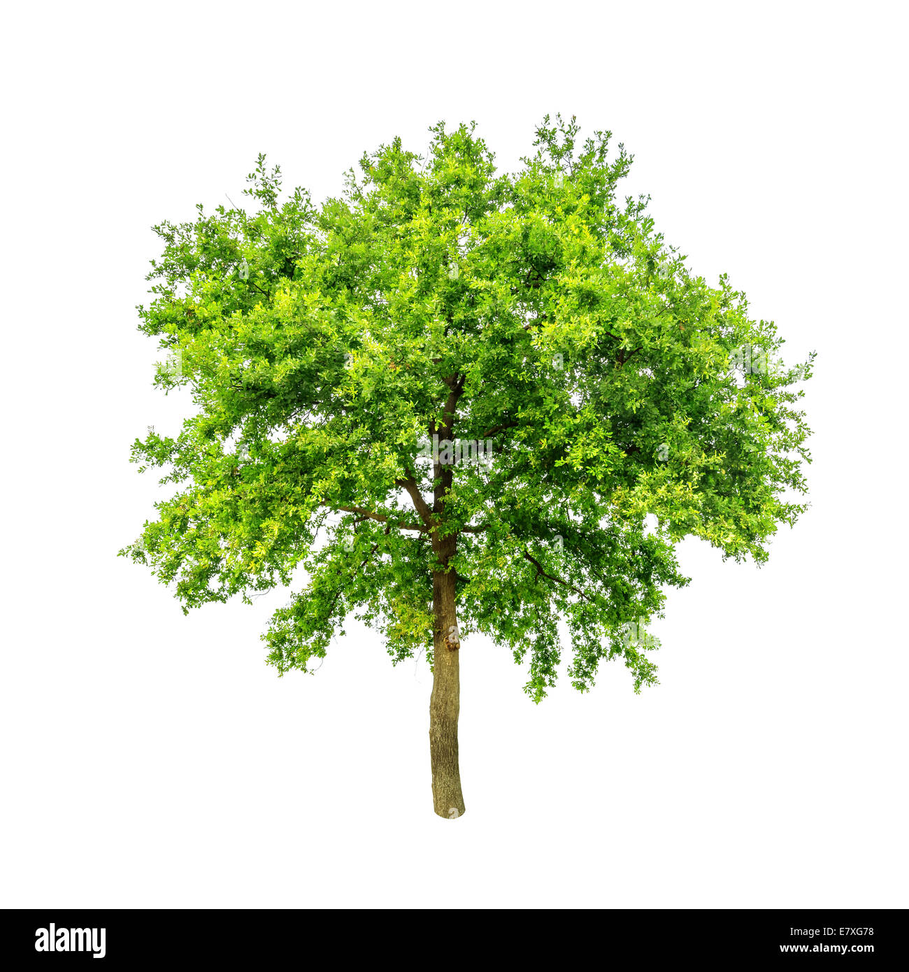green tree isolated on white Stock Photo - Alamy