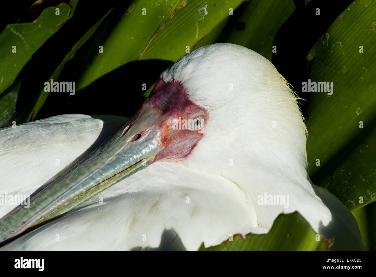 Nesting bird hi-res stock photography and images - Alamy