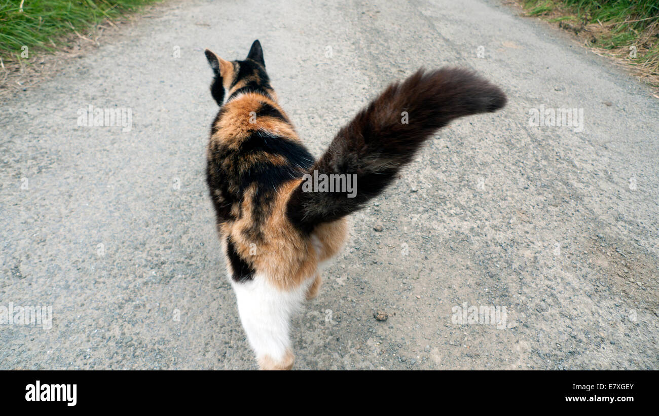Cat Walking From Behind