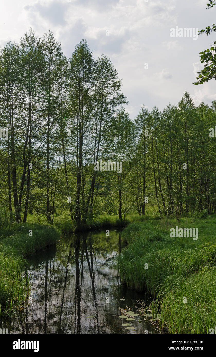 Small forest river Stock Photo - Alamy