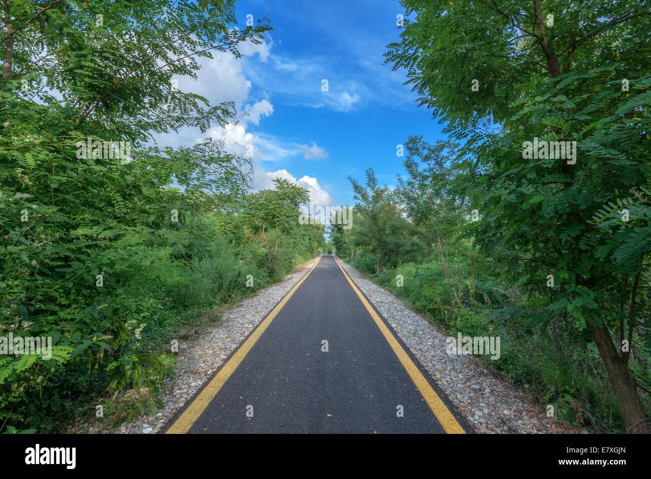 bicycle and pedestrian road in summer bush Stock Photo - Alamy