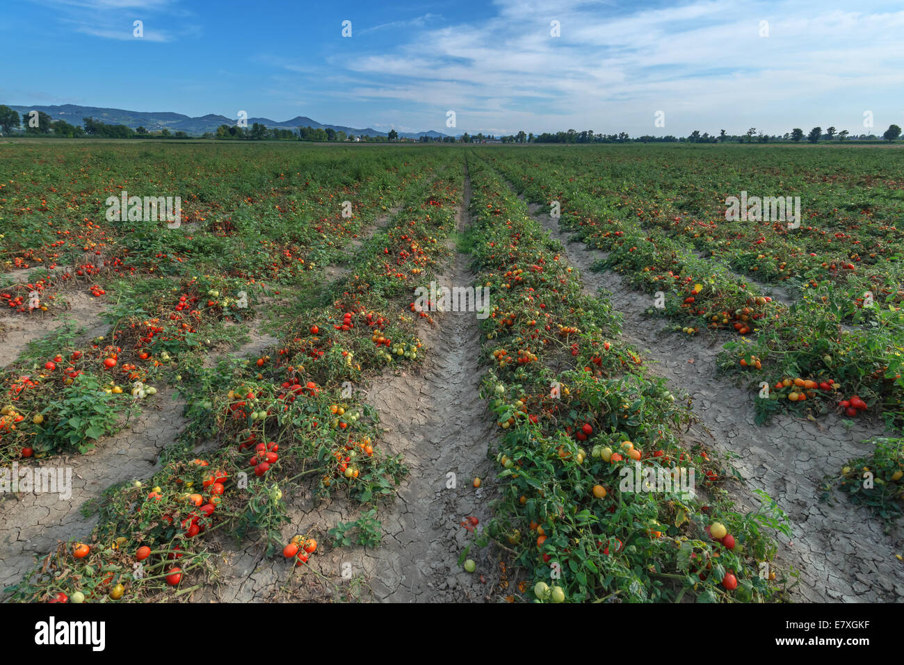 tomato field on summer day Stock Photo - Alamy