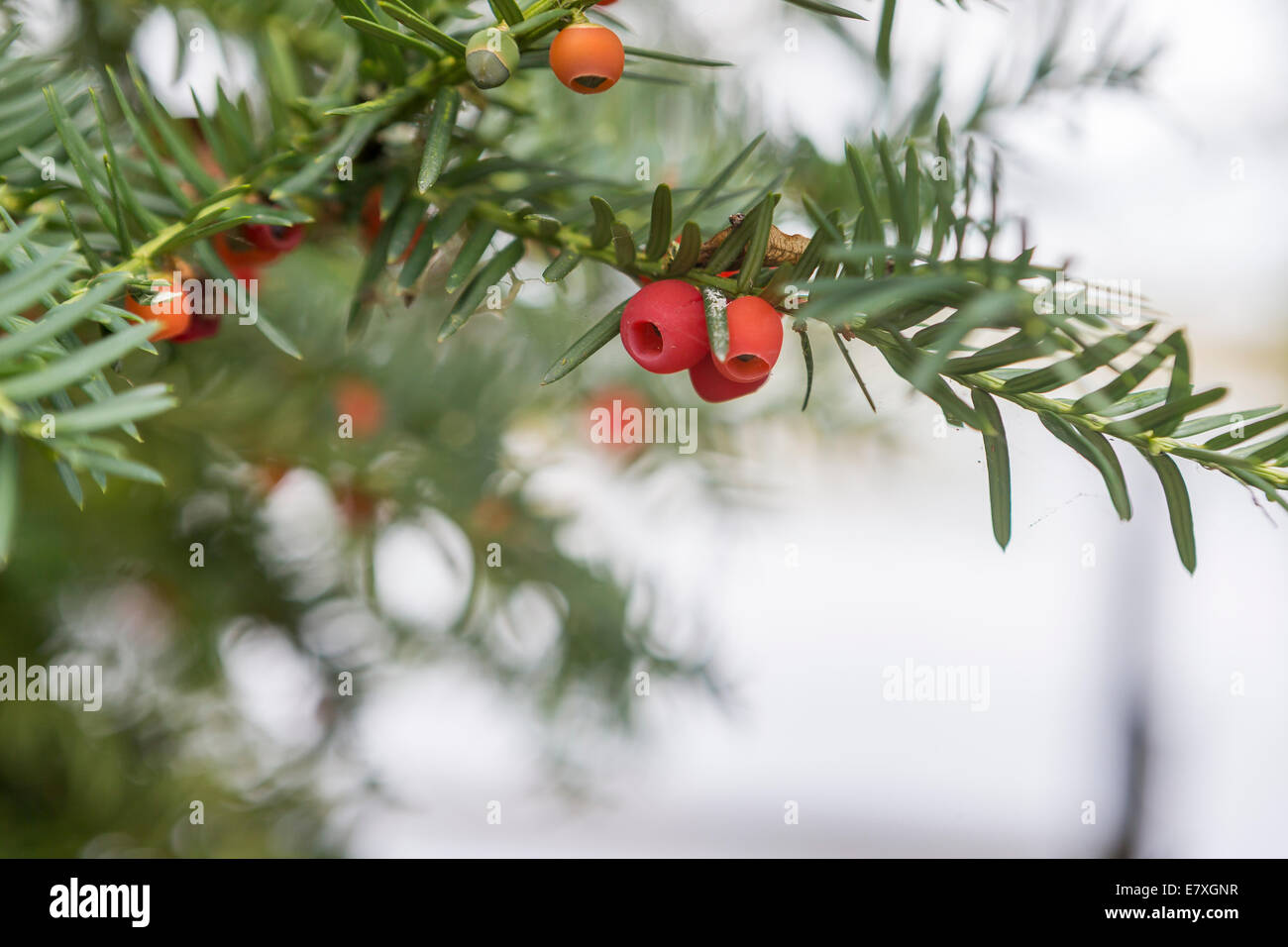 Yew berries hi-res stock photography and images - Alamy