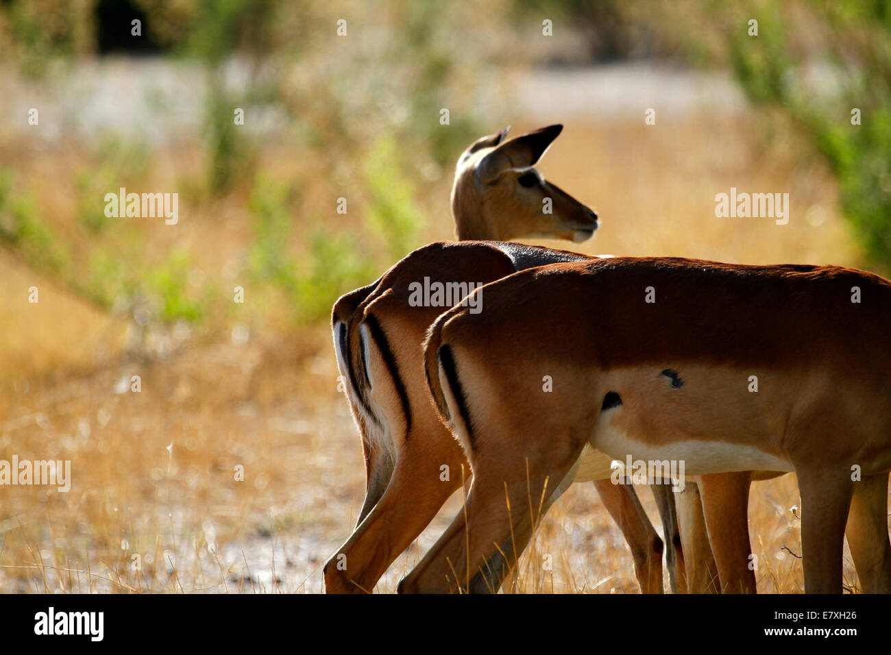 Impala antelope, a very pretty dainty species, they are the main prey ...