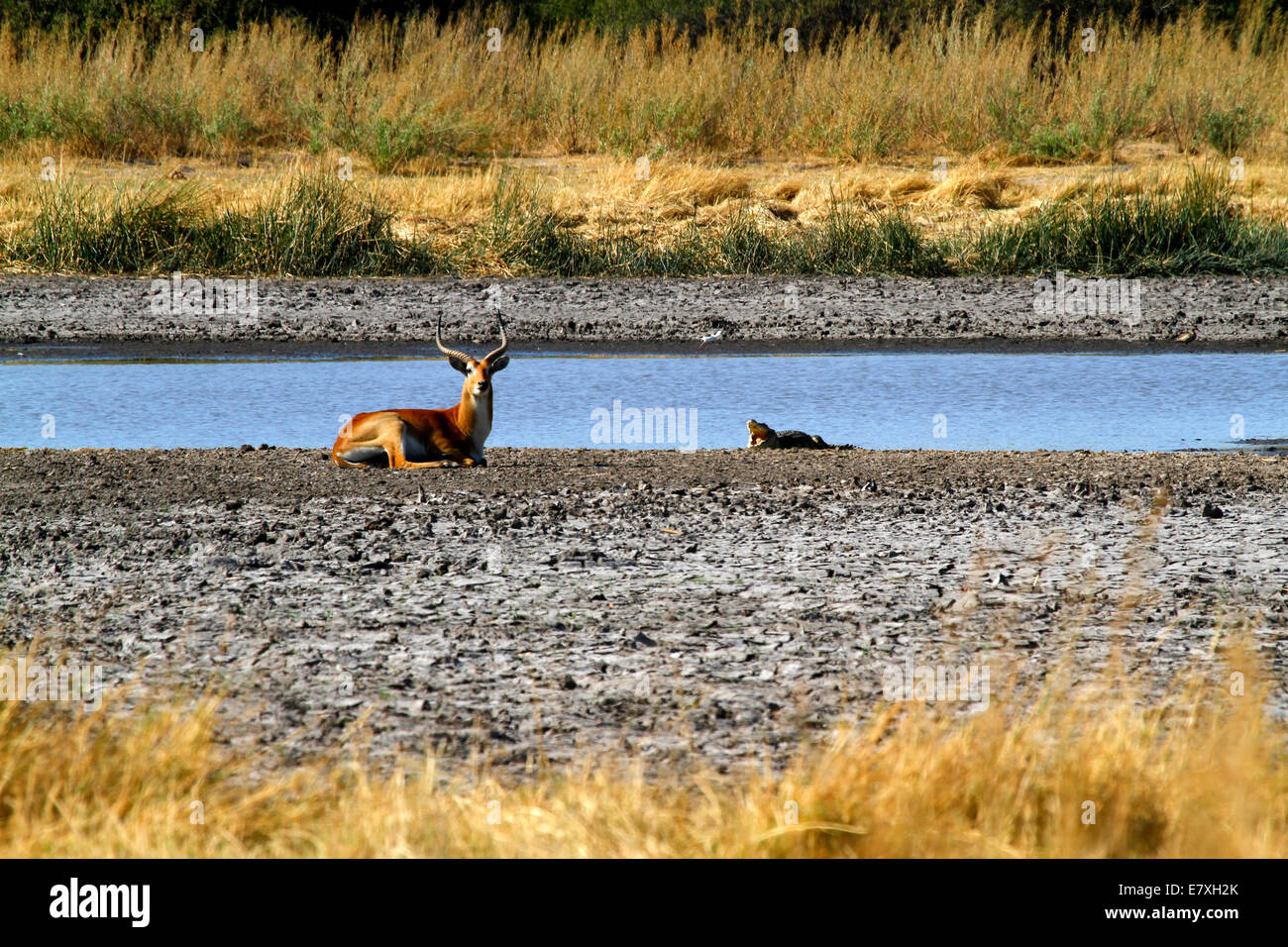 Lechwe antelope on the Okovango Delta, lay down on the flats beside the ...