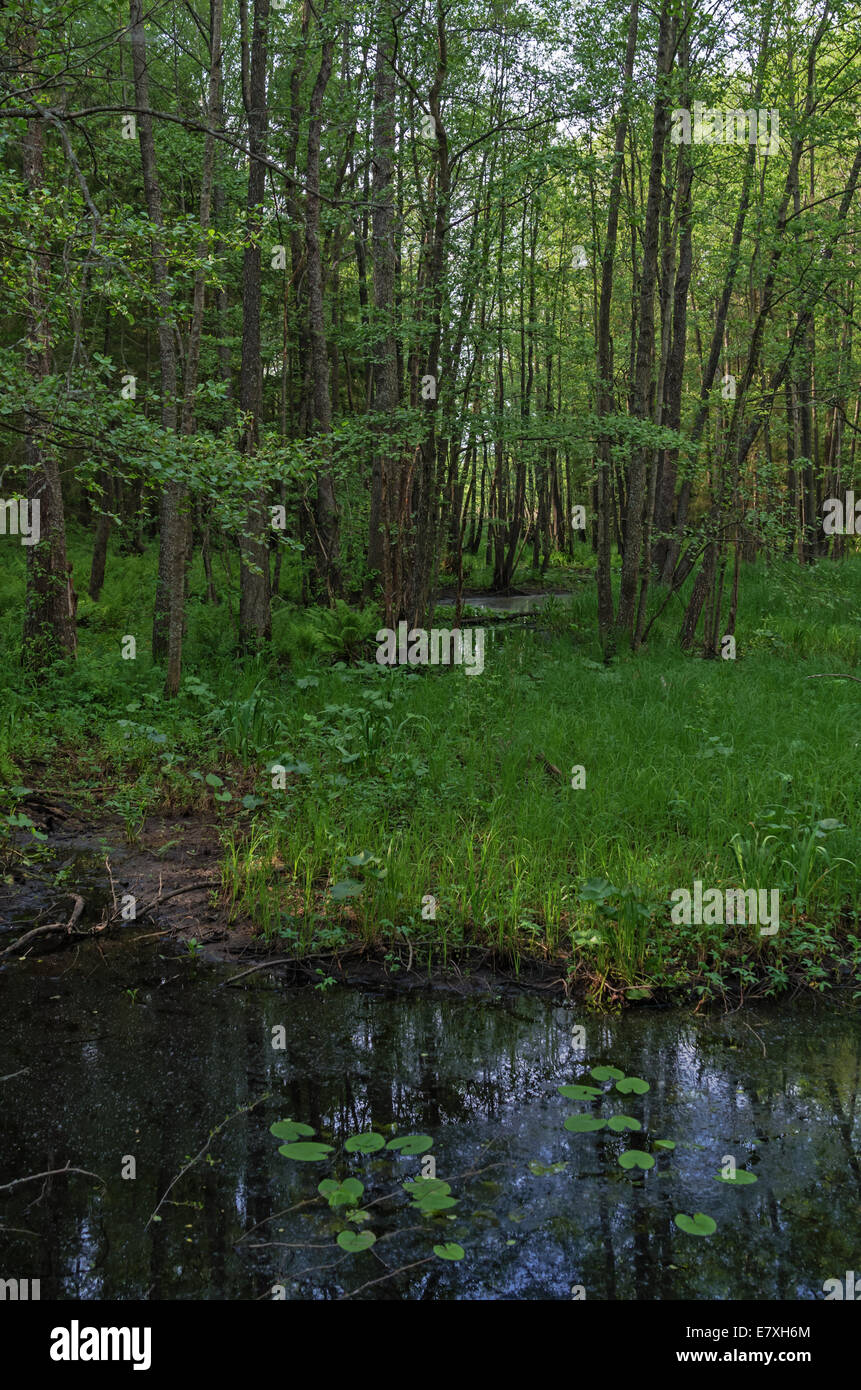 Small forest river Stock Photo - Alamy