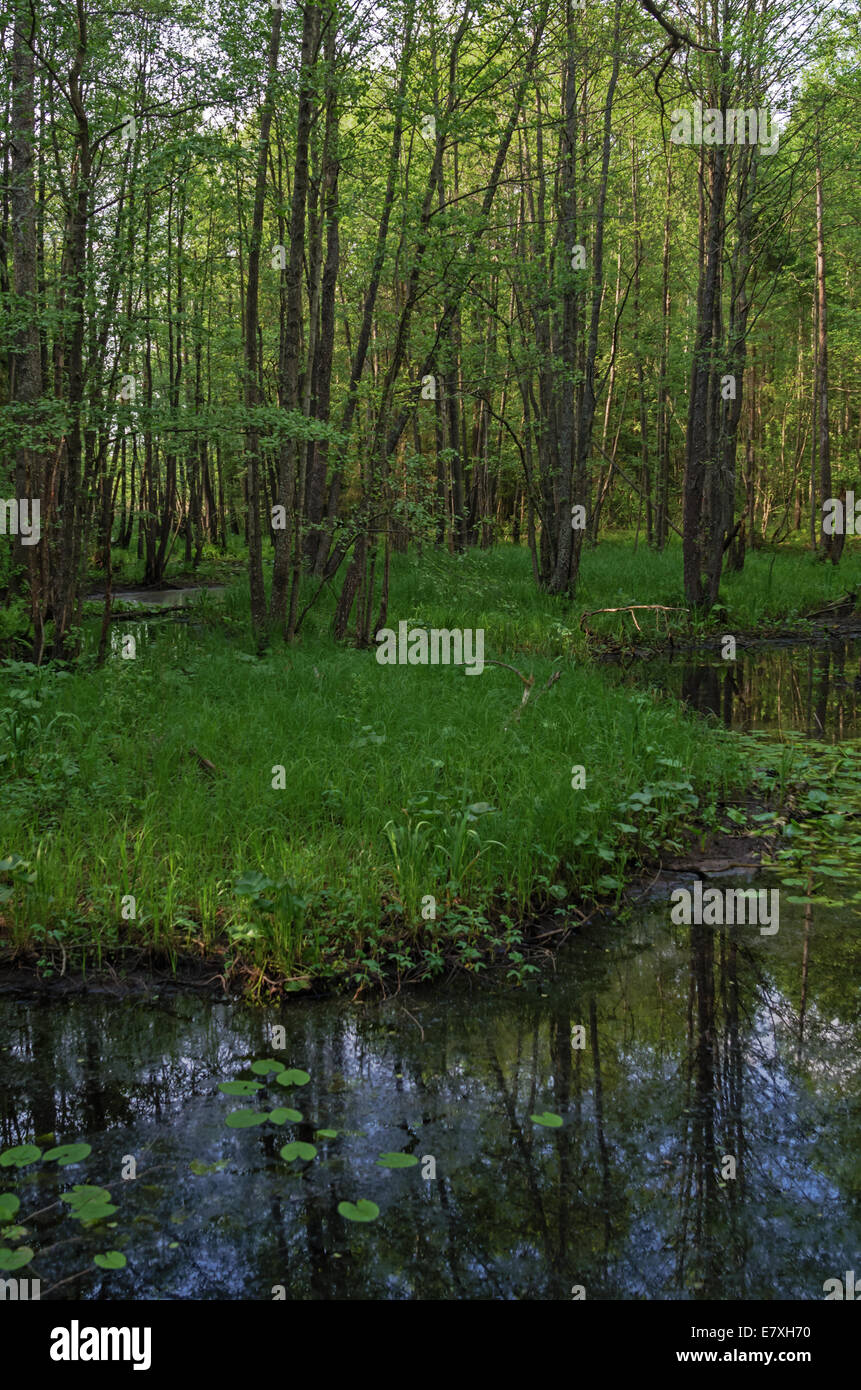 Small forest river Stock Photo - Alamy