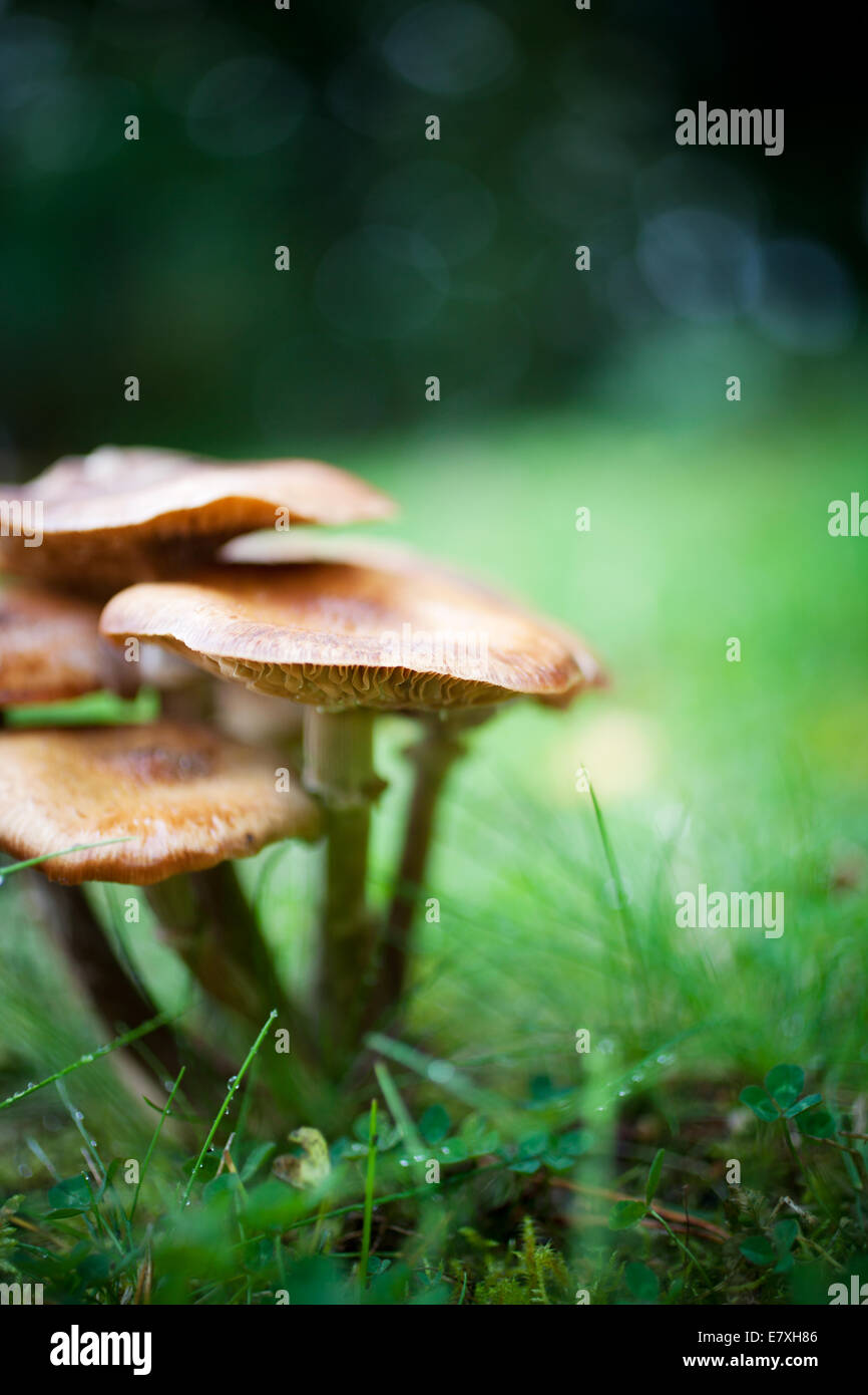 Wet autumn weather hi-res stock photography and images - Alamy