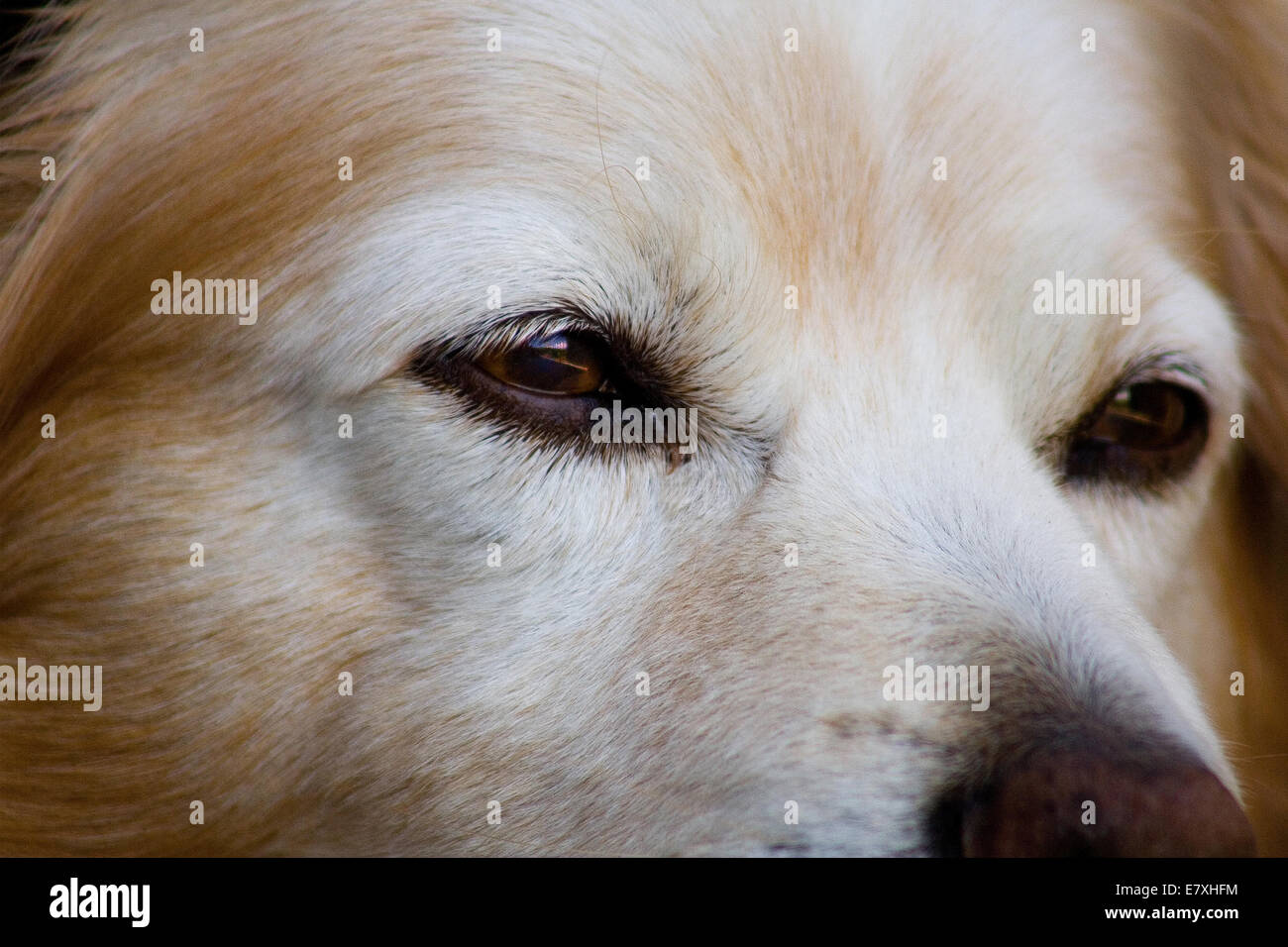 Dog close up Stock Photo - Alamy