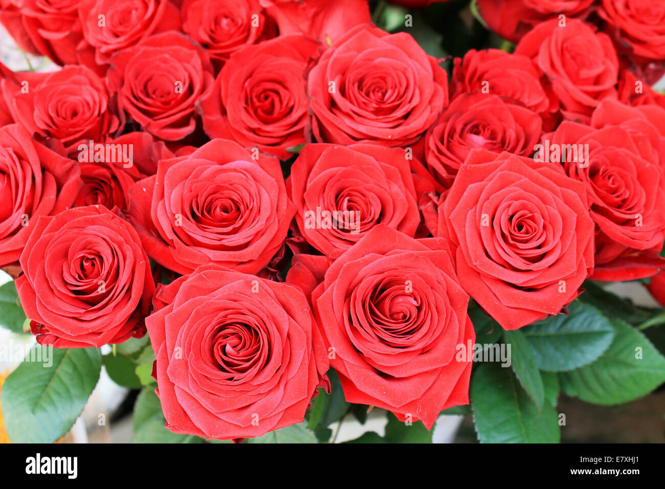 Woman with red roses bouquet hi-res stock photography and images - Alamy